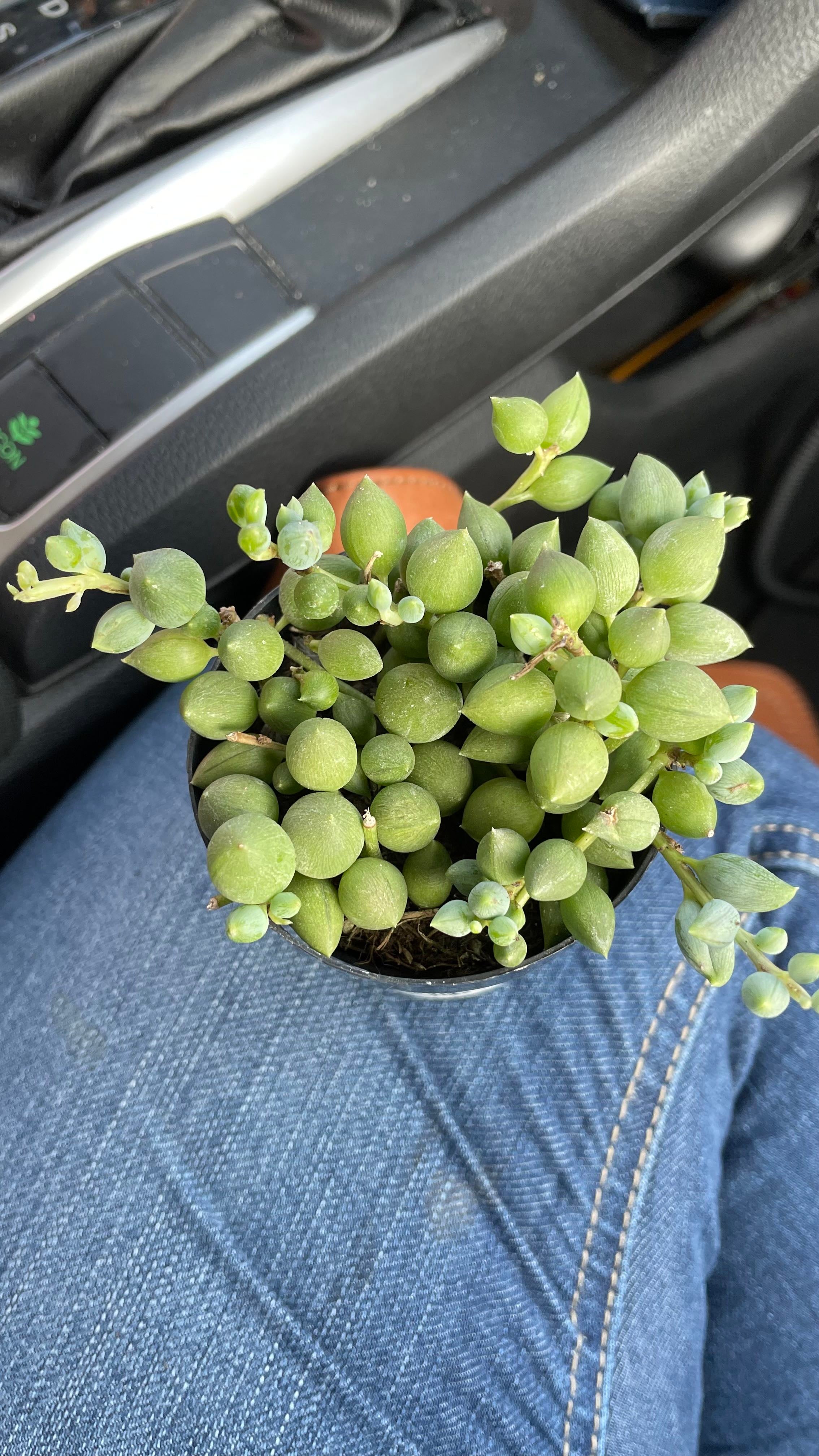 String of Raindrops: How Much Water & Light Does it Need to Thrive?