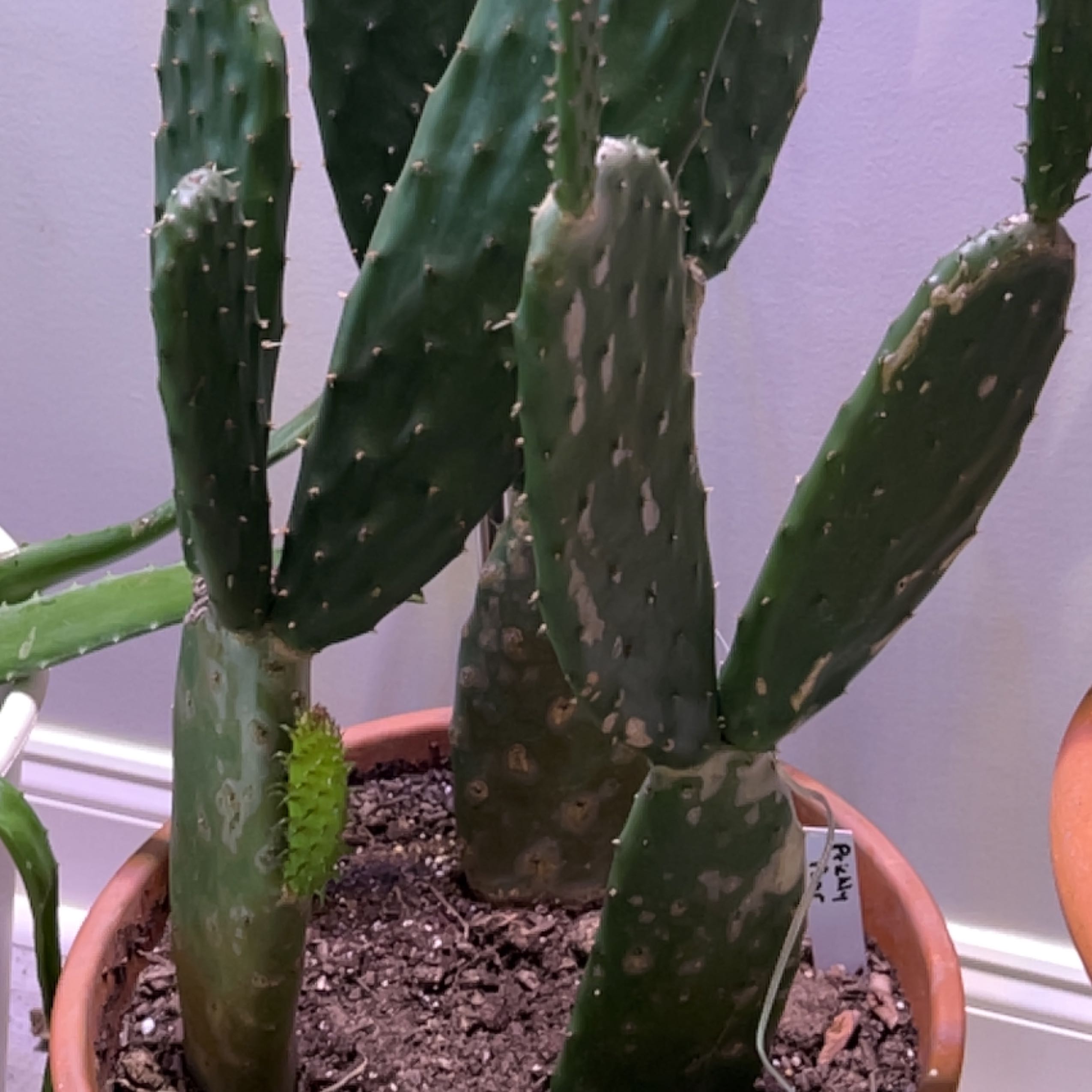 Why Are My Consolea macracantha Leaves Falling Over?