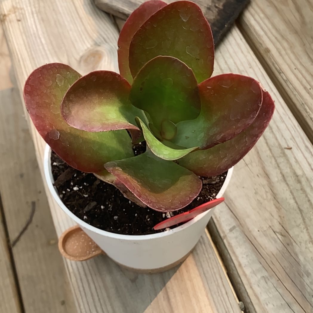 Why Are My Dragonfire Kalanchoe Leaves Curling?