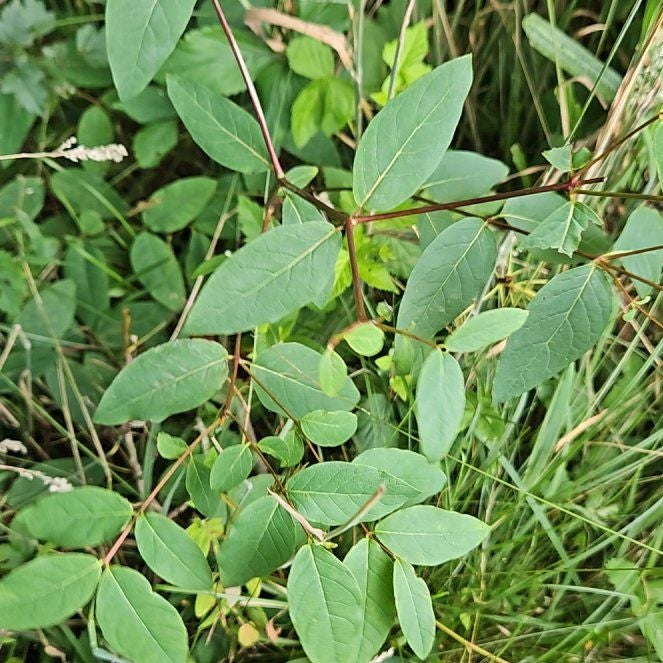 Indian Hemp Plant Care: Water, Light, Nutrients | Greg App 🌱