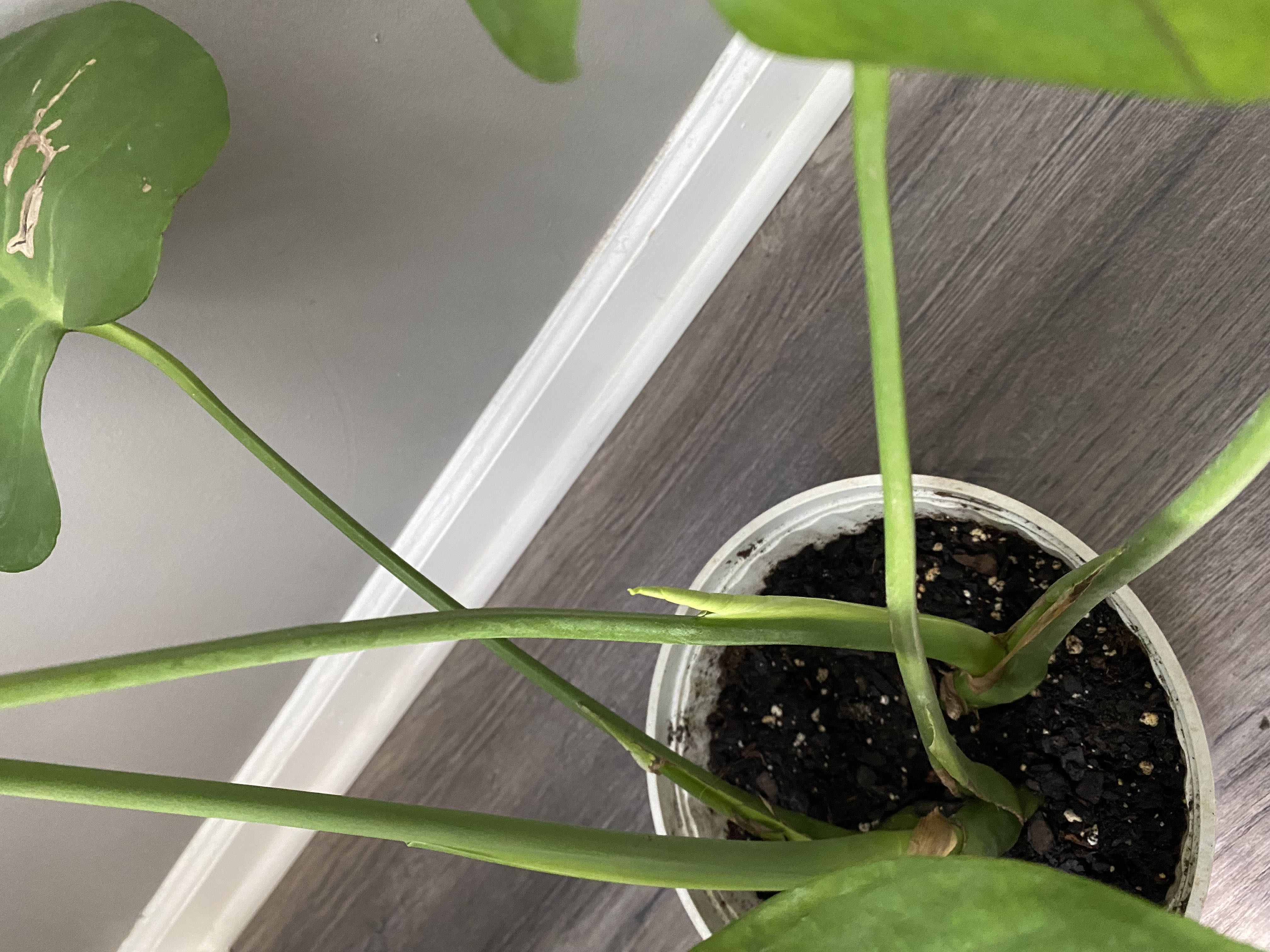 New monstera leaves are here!🤩