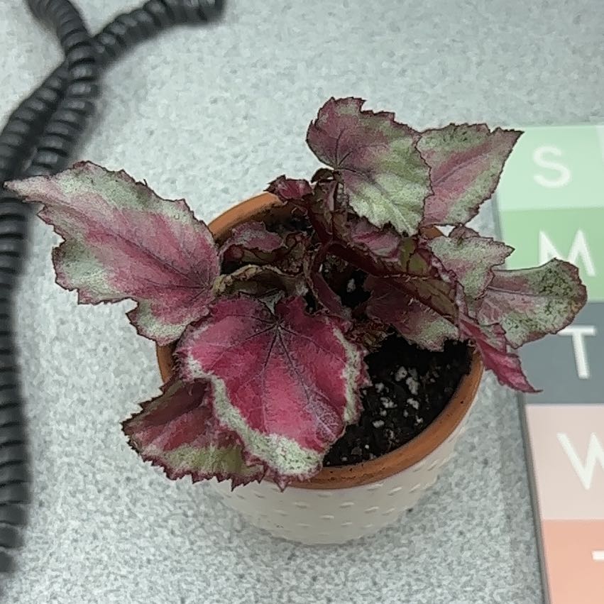 Begonia 'Raspberry Beret' Plant Care: Water, Light, Nutrients | Greg App 🌱