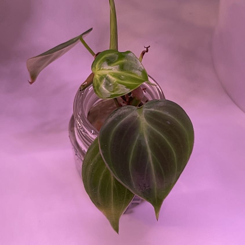 Symbolism and Benefits of the Philodendron El Choco Red