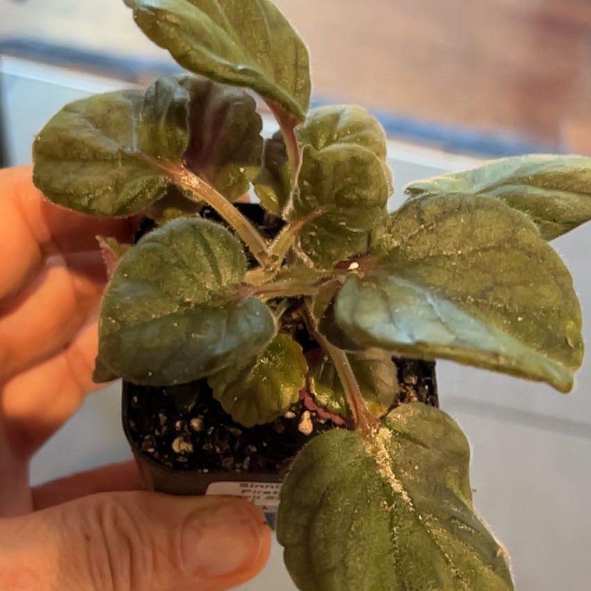 The Complete Miniature Sinningia Plant Care Guide: Water, Light & Beyond