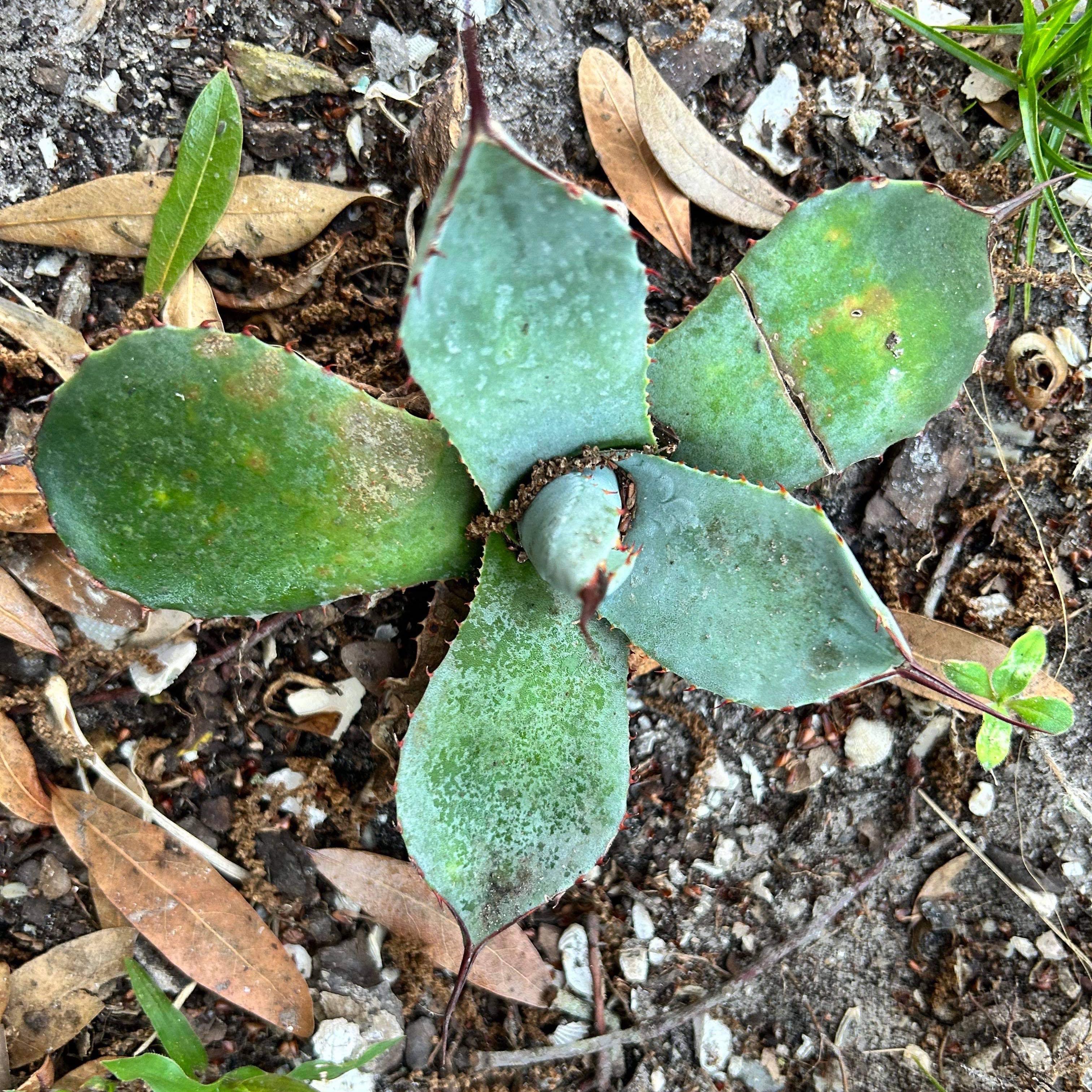 Diagnosing butterfly agave root rot