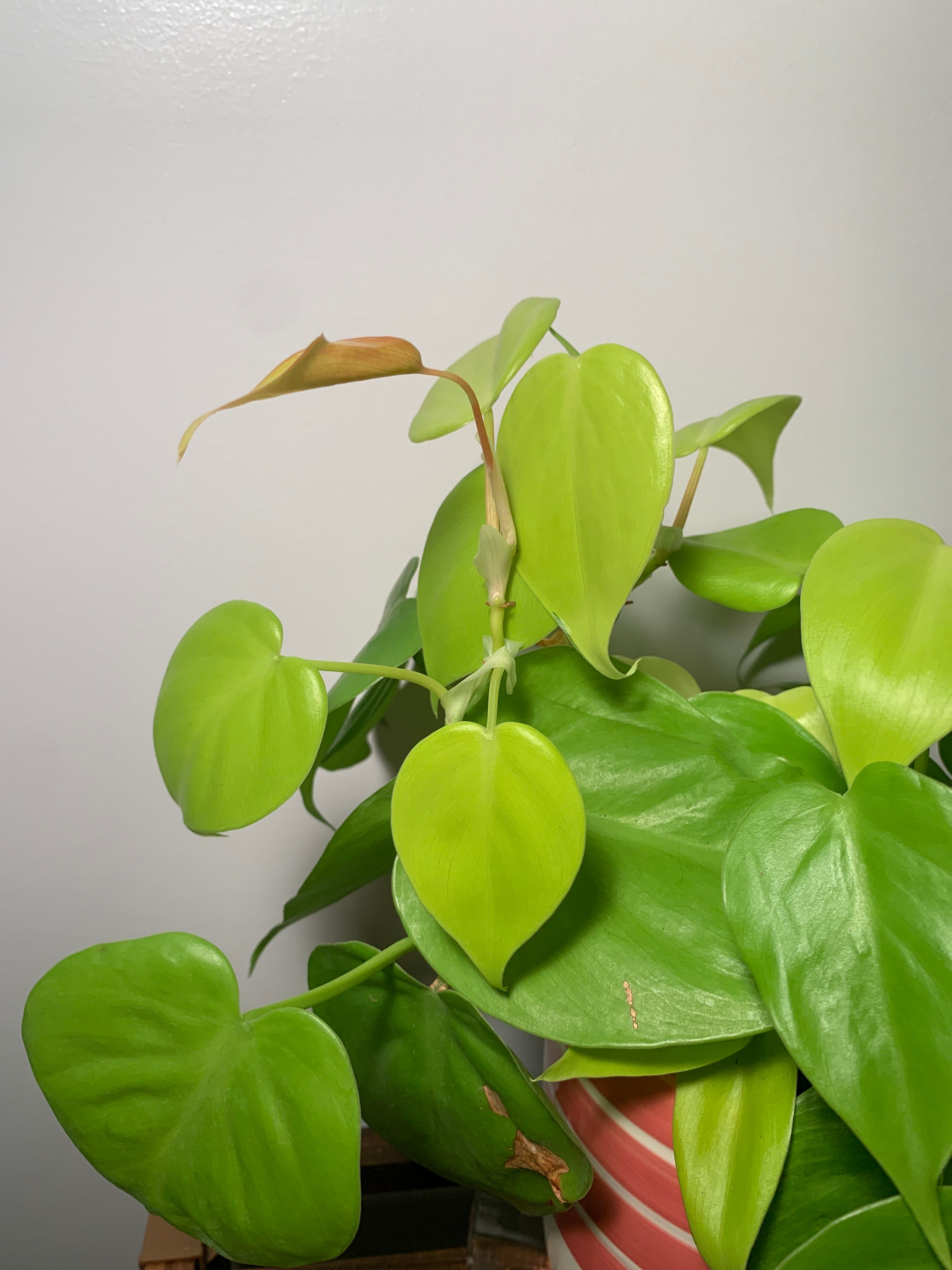The Complete Philodendron Lemon Lime Plant Care Guide: Water, Light ...