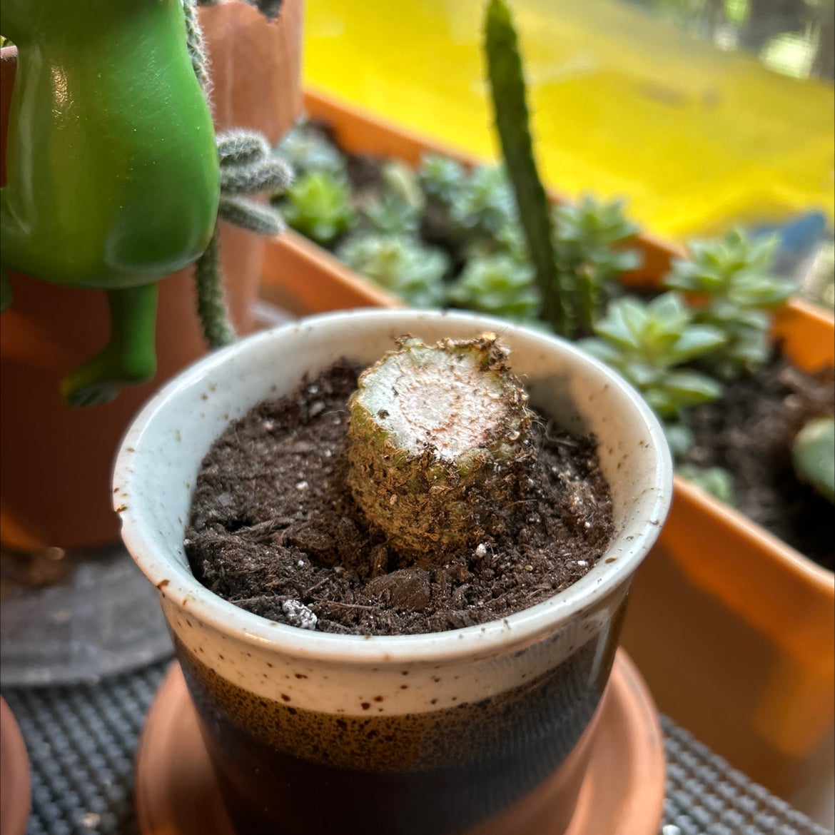 🌵 Why Are My Powder Puff Cactus Leaves Falling Over?