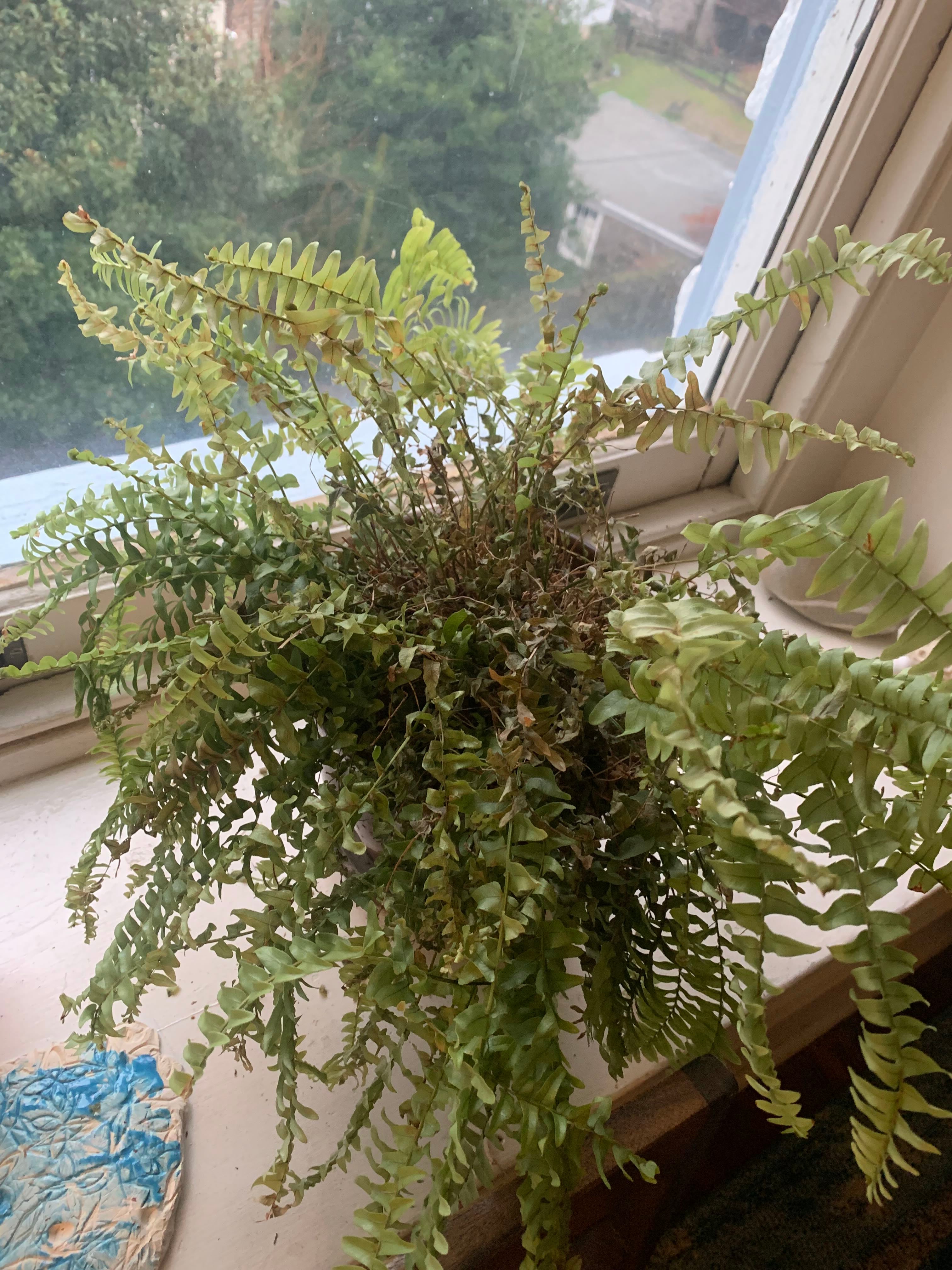 Why is my Boston Fern bedraggled?