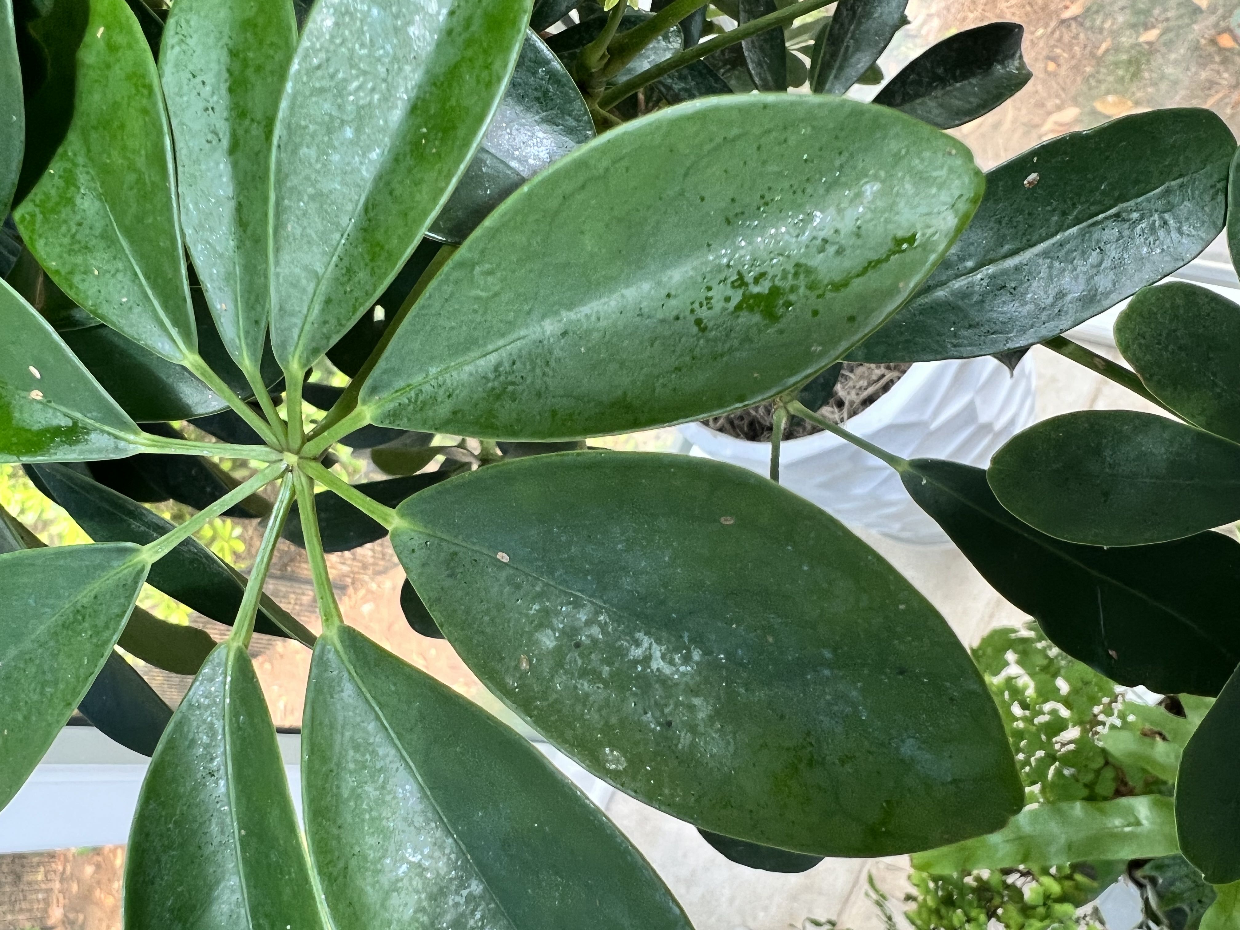 Dwarf Umbrella Tree Plant Care: Water, Light, Nutrients | Greg App 🌱