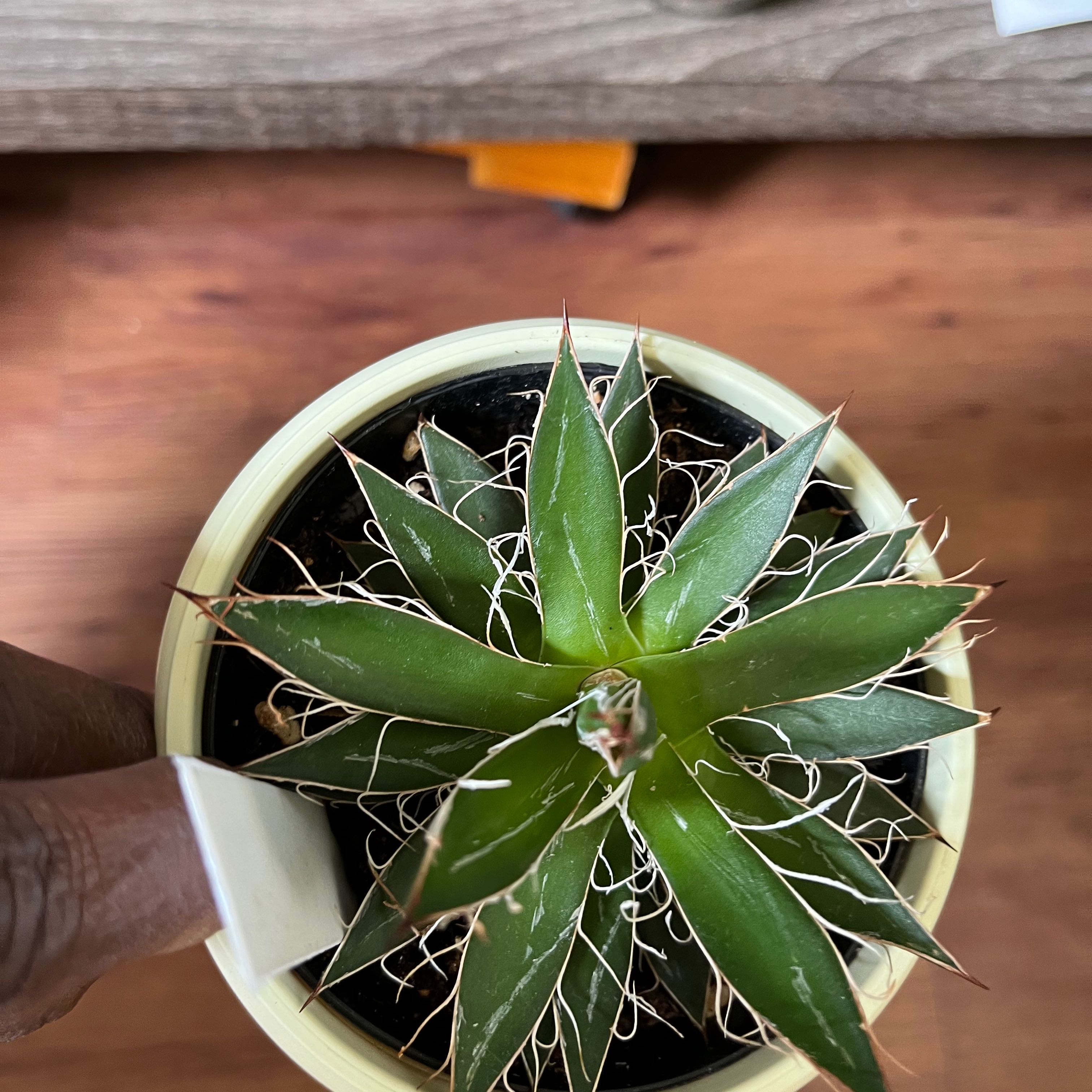 Propagating Your Queen Victoria Agave: Step-by-Step Guide