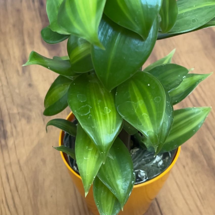 Why Are There Brown Spots on My Red Button Ginger?