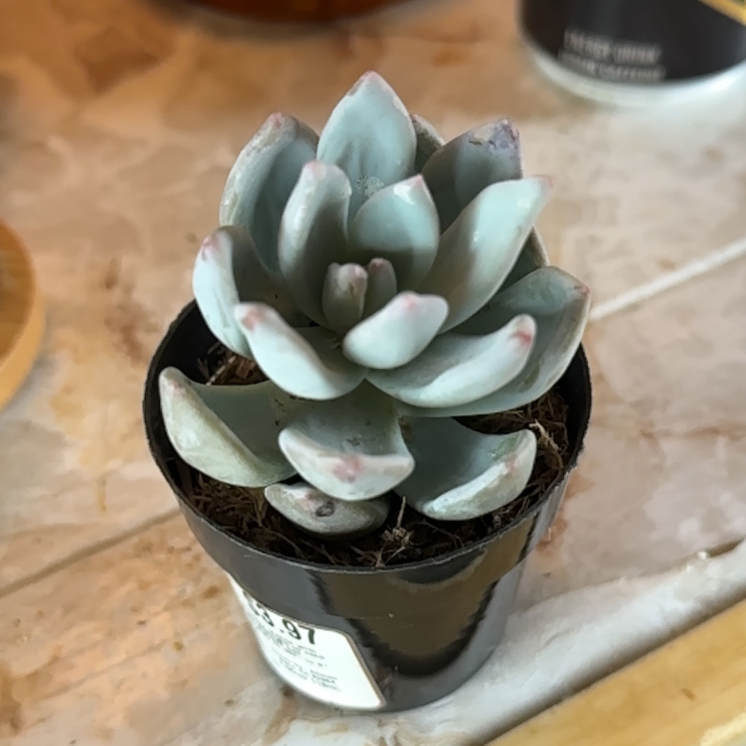 What To Do About Bugs on My Pachyveria 'Powder Puff'? 🐛