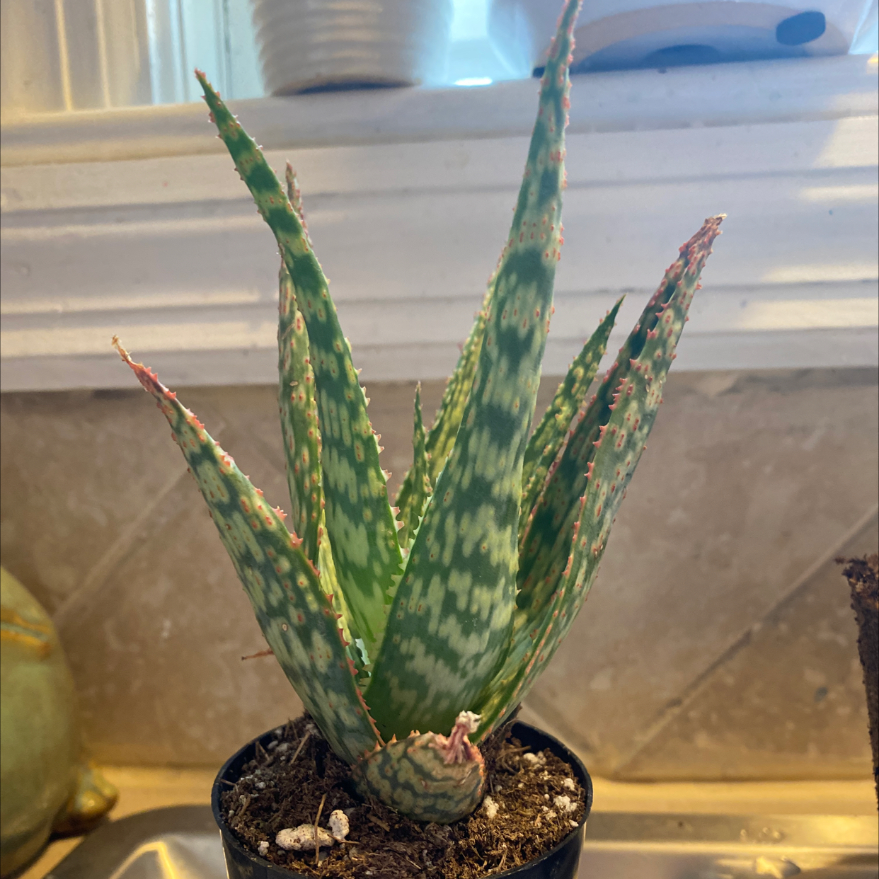 Aloe 'Neon Nici' Care 101: Water, Light & Growing Tips