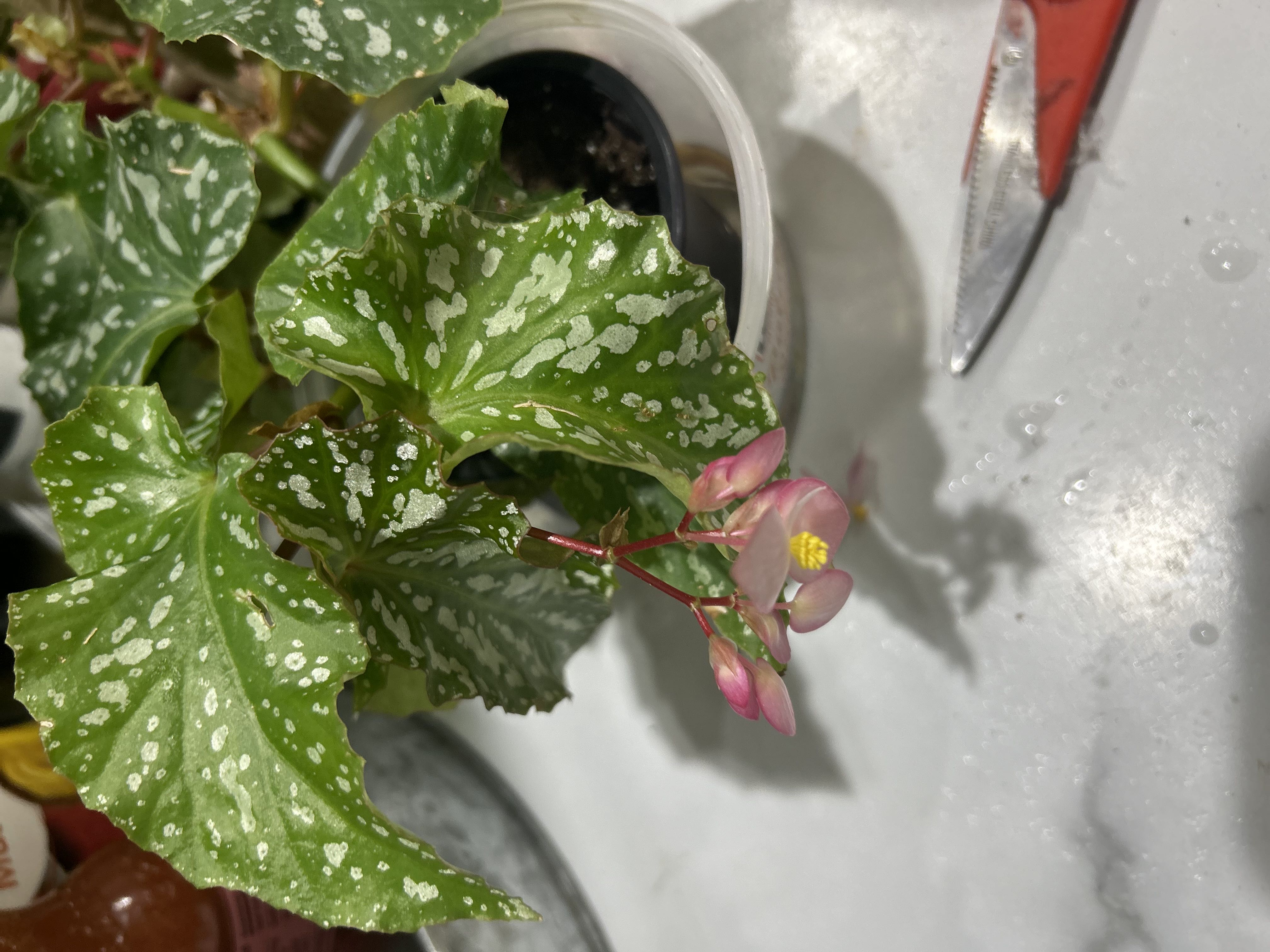Fuchsia Begonia 'Rose': How Much Water & Light Does it Need to Thrive?