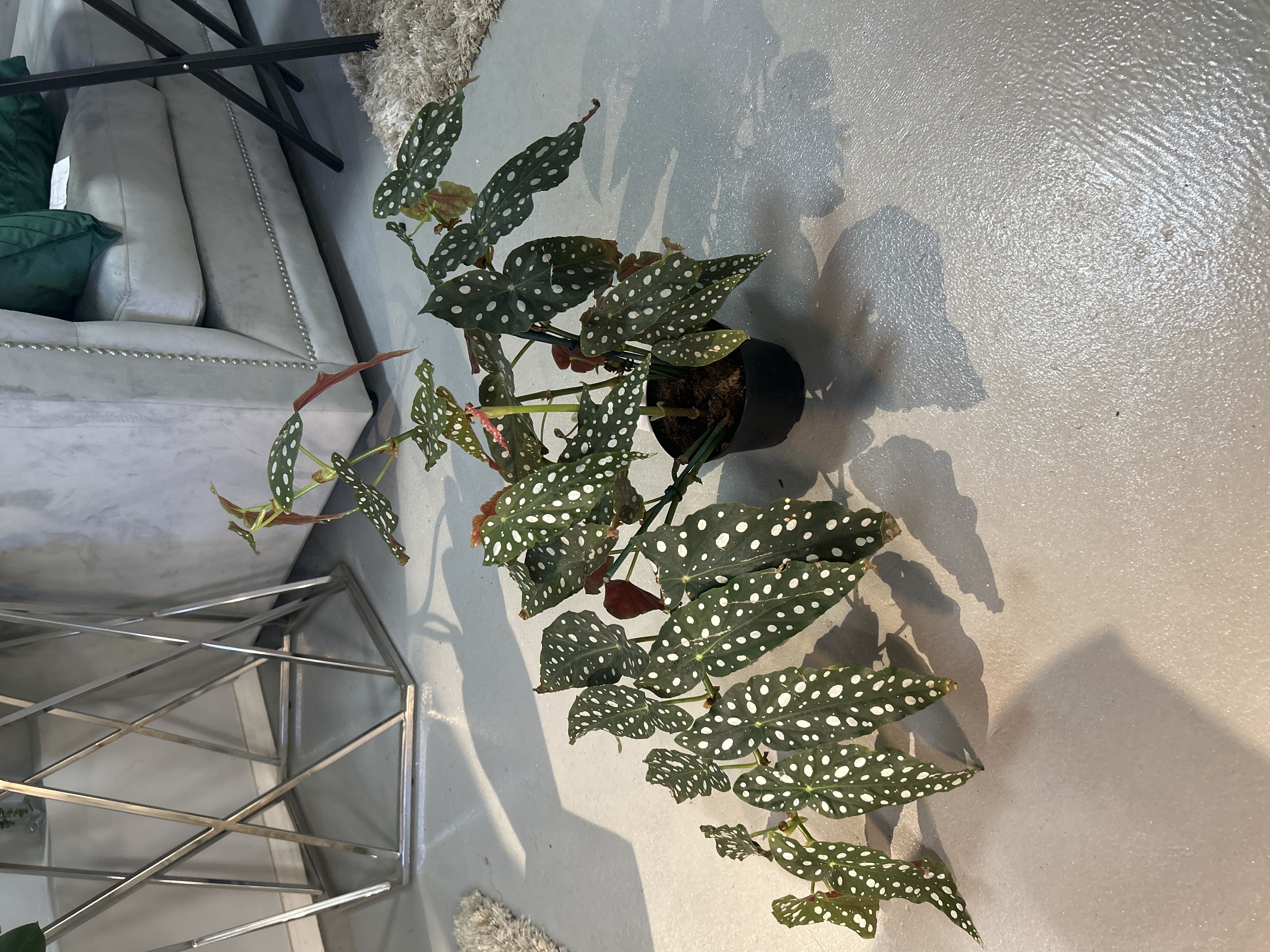 The Complete Fuchsia Begonia 'Rose' Plant Care Guide: Water, Light & Beyond