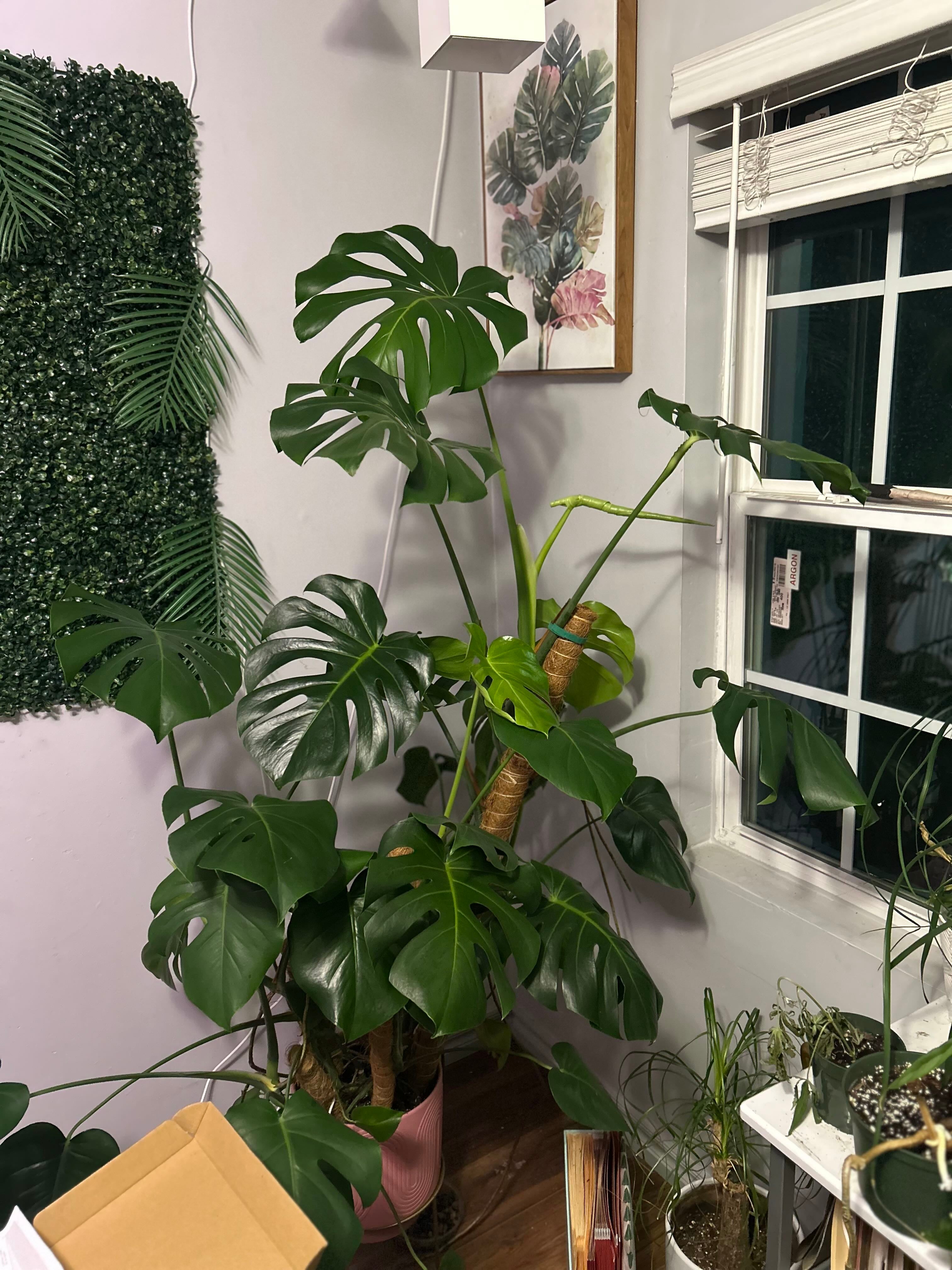 #Monstera look at my Monstera a.k.a. messy she stays putt...