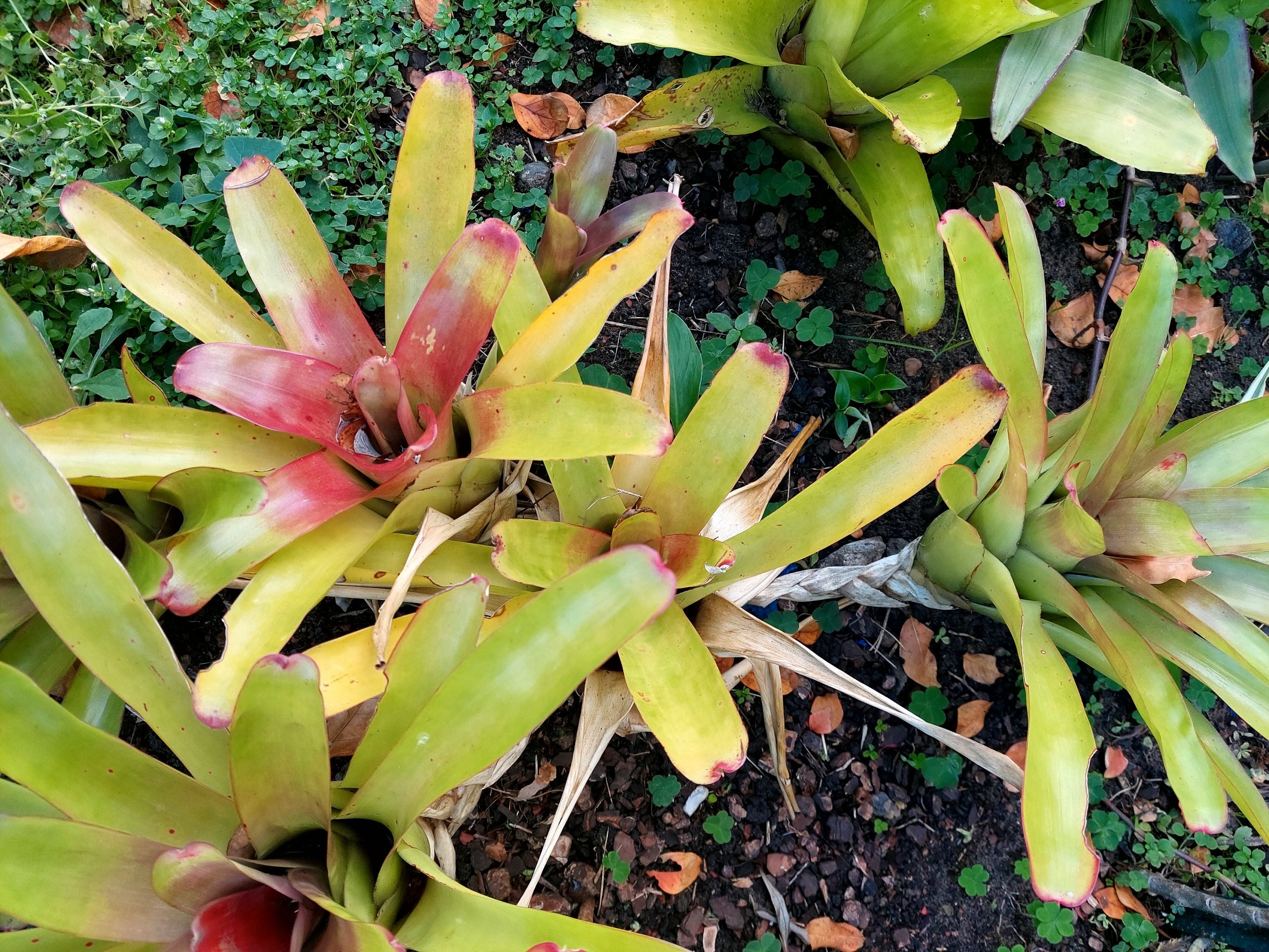 The Complete Blushing Bromeliad Plant Care Guide: Water, Light & Beyond