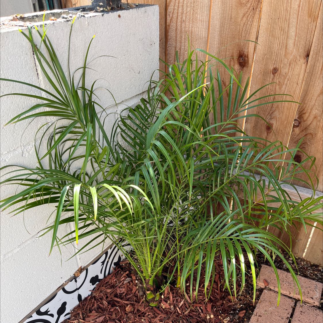 💧 How Frequently Should I Water My Pygmy Date Palm?