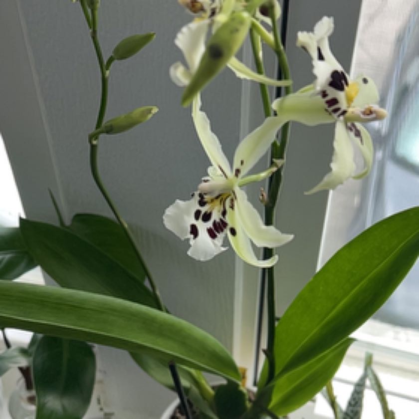 The Complete Beallara 'Snowblind Sweet Spots' Plant Care Guide: Water ...