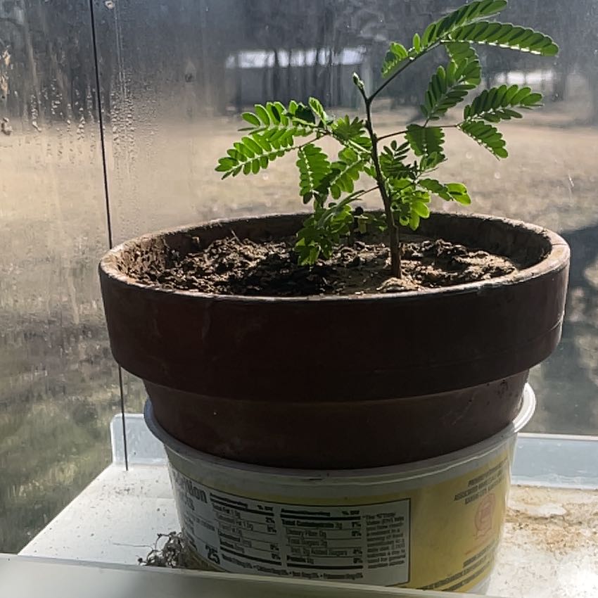 Propagating Jacaranda: The Ultimate Guide