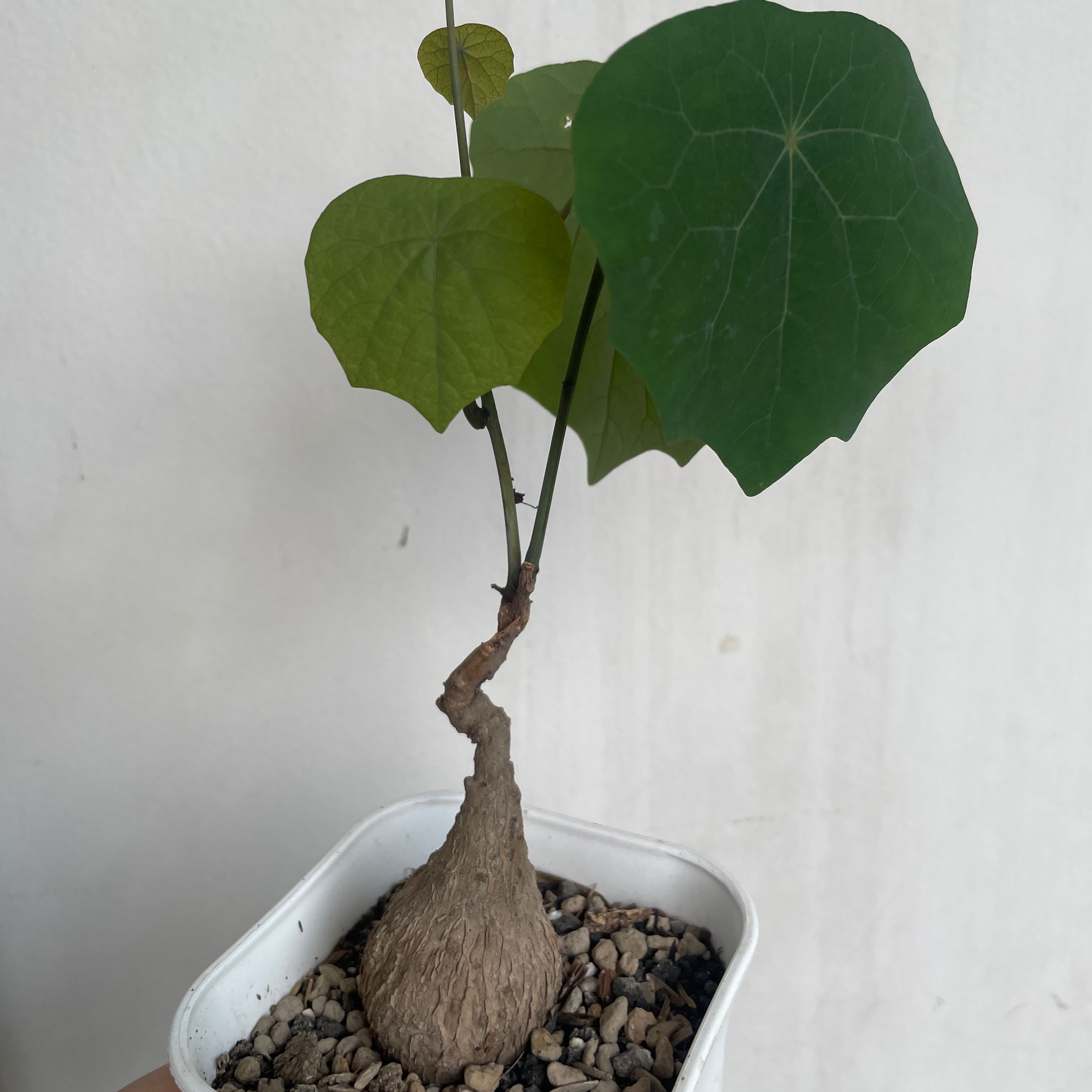 Propagating Buddha Belly Plant: The Ultimate Guide