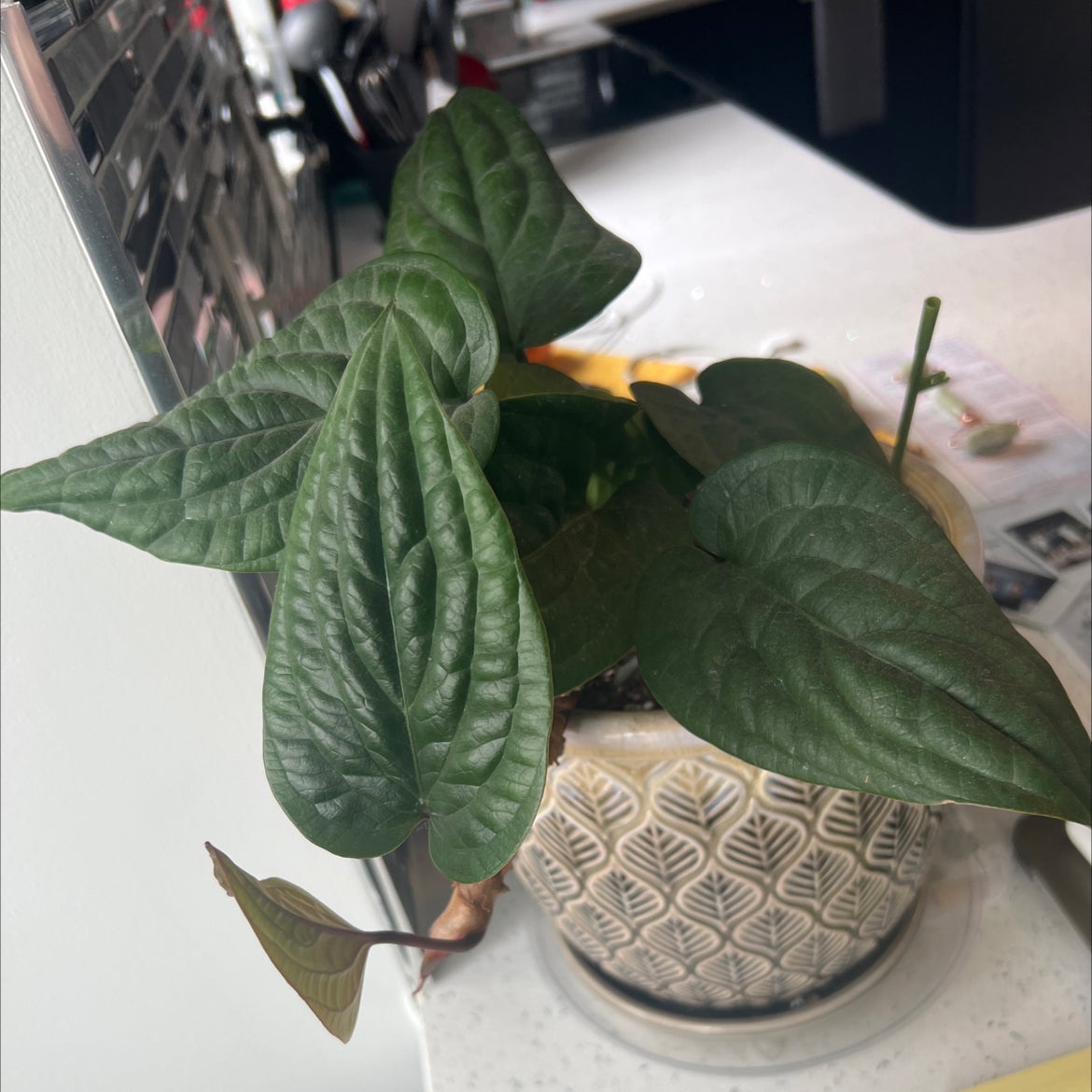 Anthurium Radicans x Luxurians Root Rot Solutions