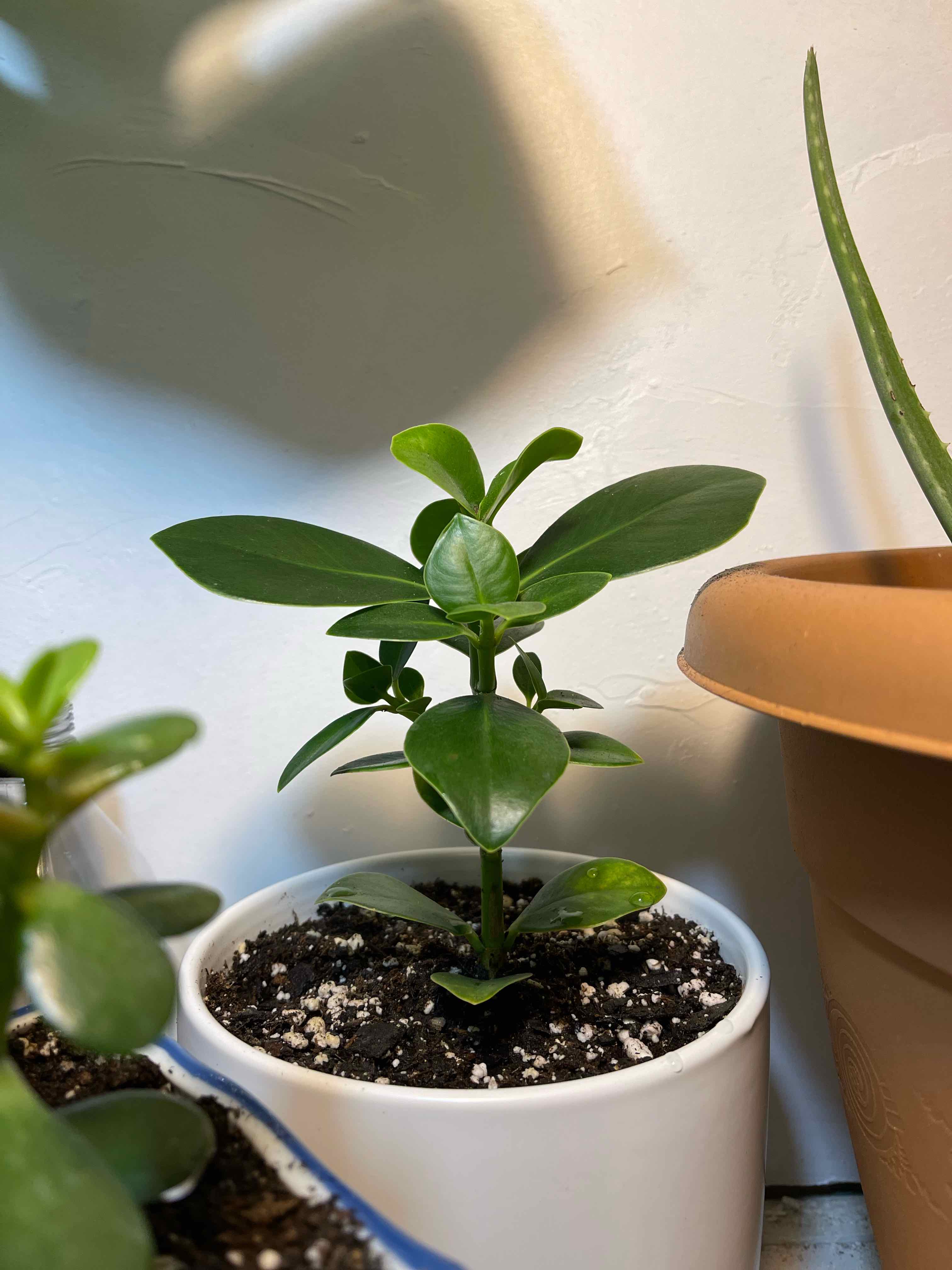 10 Advantages of Having a Natal Plum