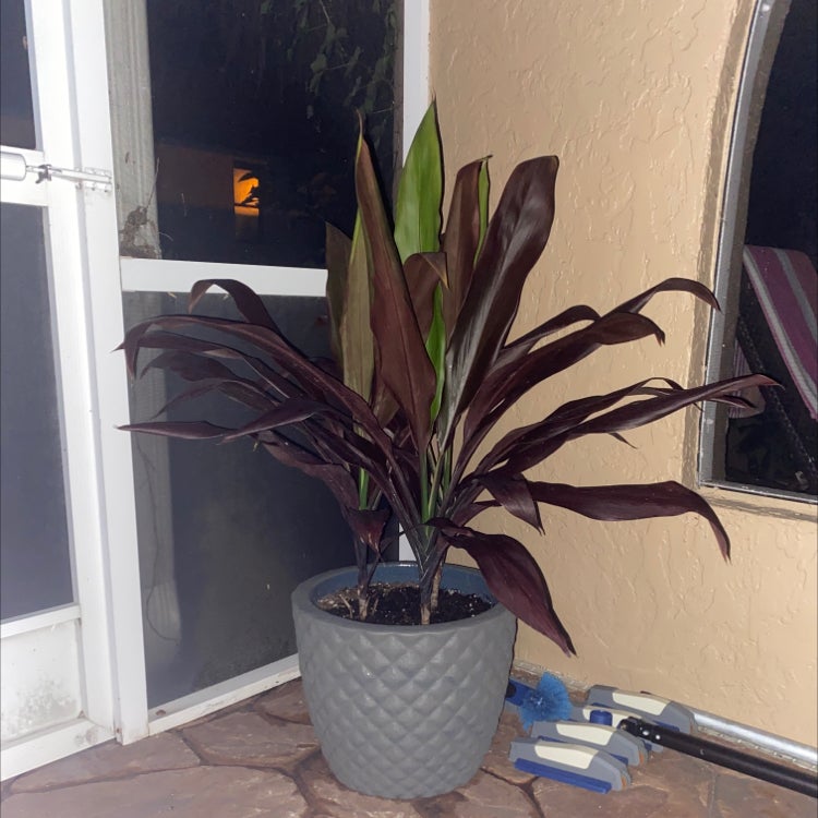 Personalized Black Magic Ti Care: Water, Light, Nutrients | Greg App