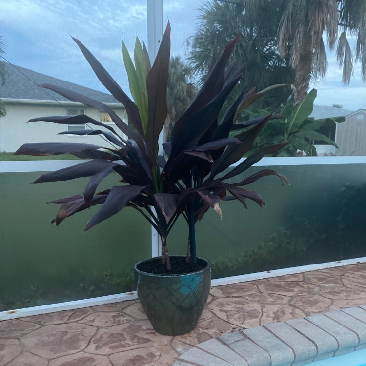 How to Care for Black Magic Ti: Mastering Water, Sunlight & More