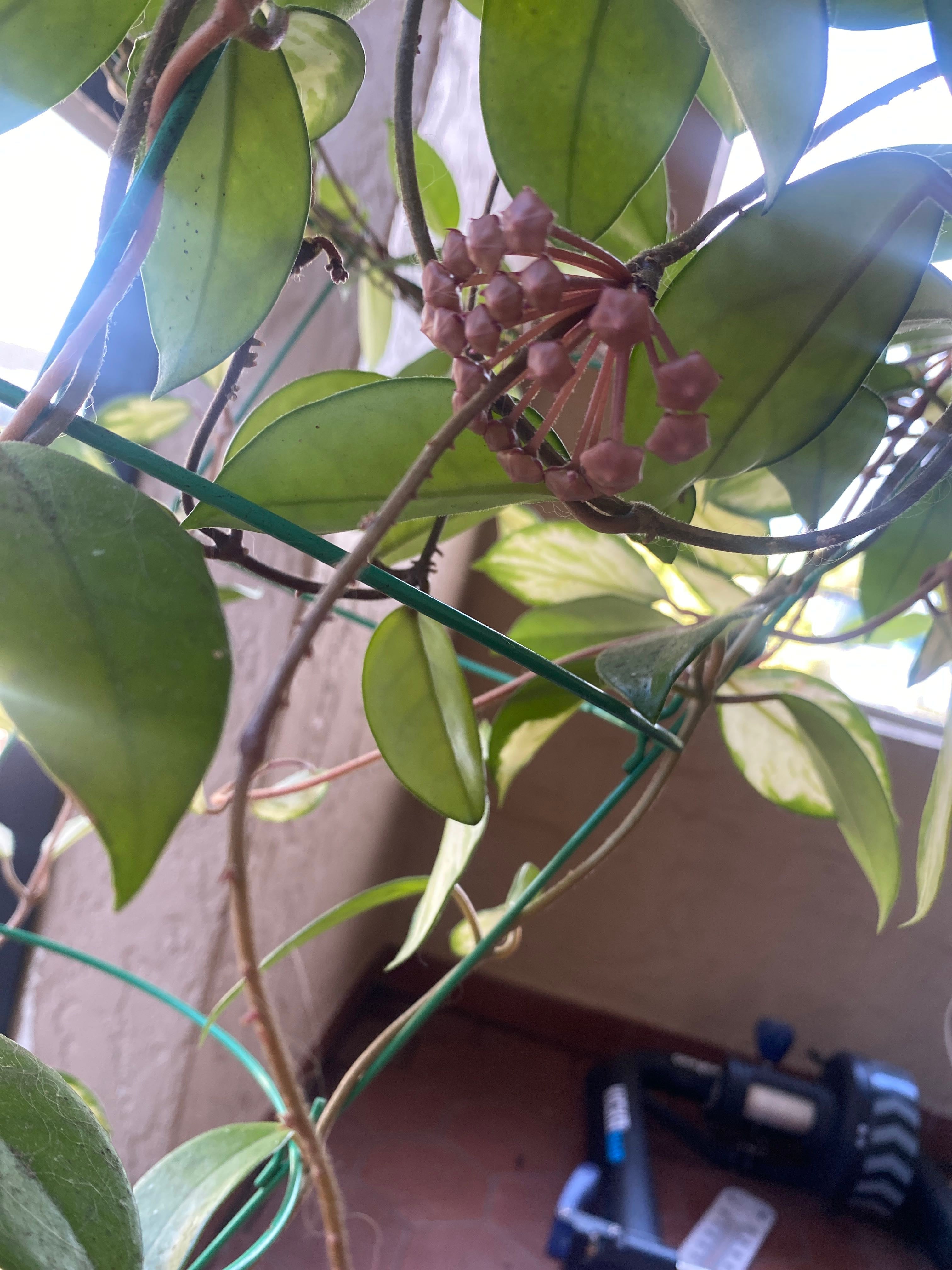 Hoya 'Chouke' Care 101: Water, Light & Growing Tips