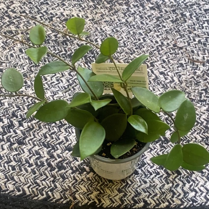 How to Care for Hoya 'Chouke': Mastering Water, Sunlight & More