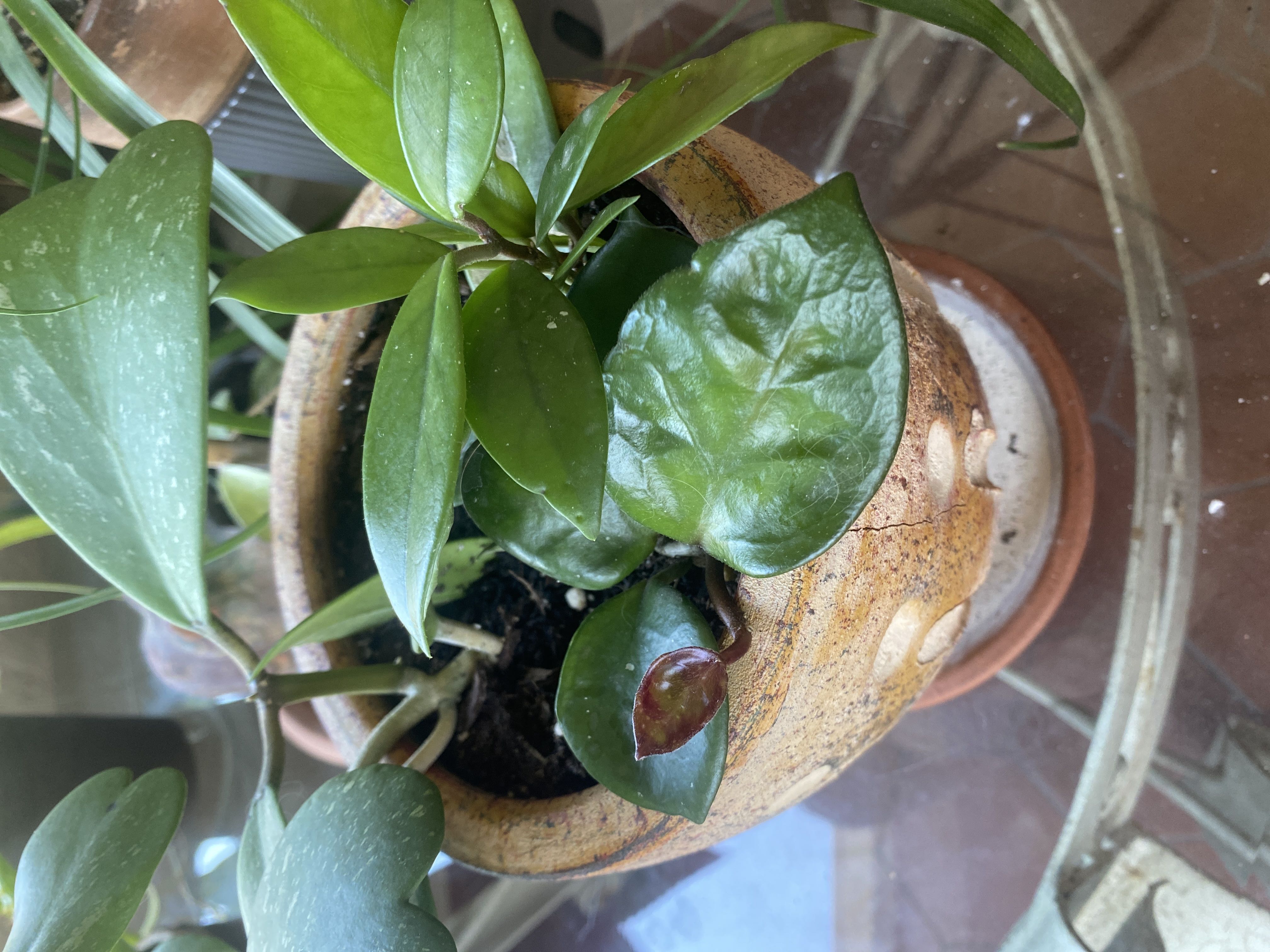 Keep Your Hoya 'Chouke' Alive: Light, Water & Care Instructions