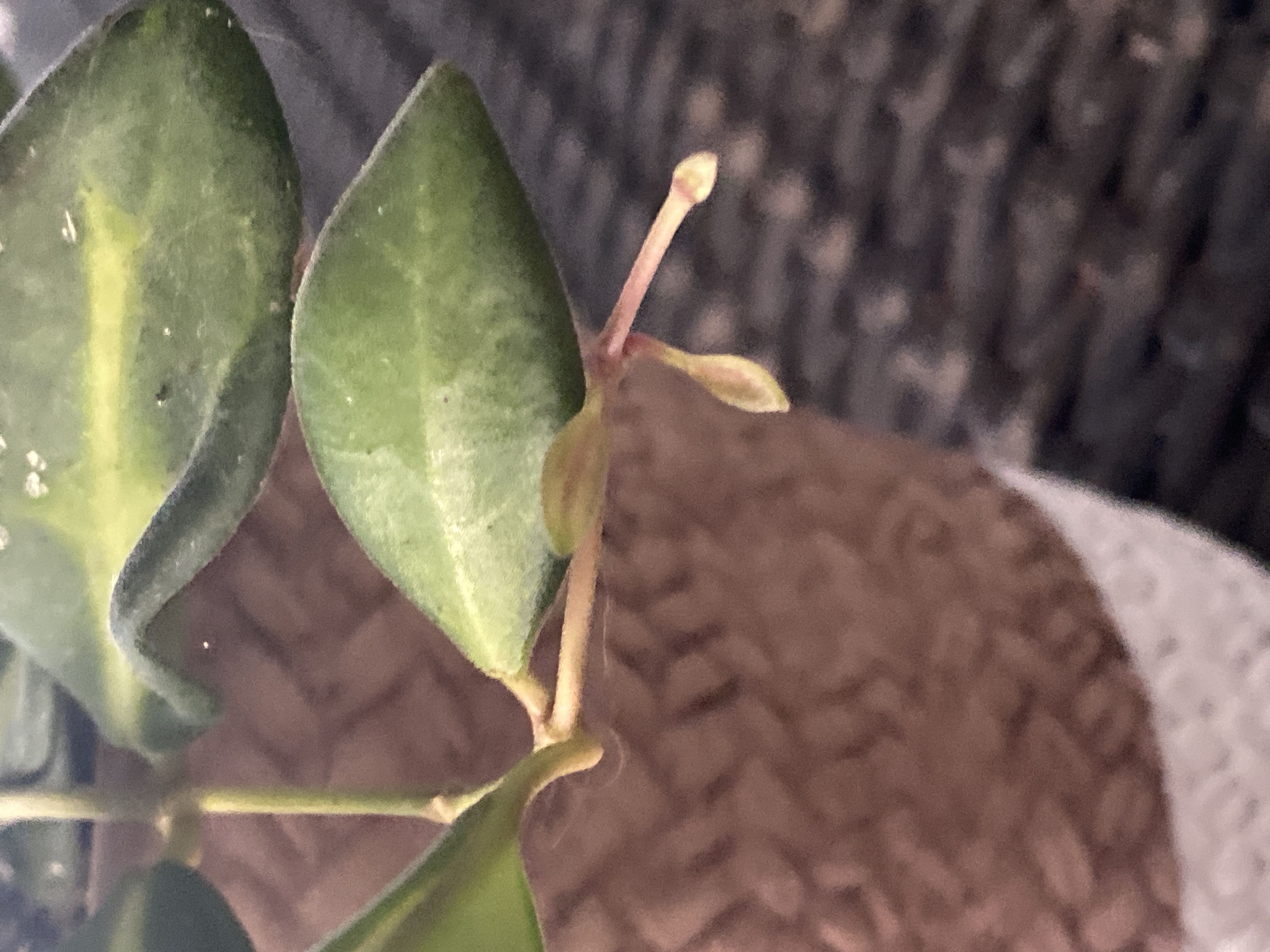 Hoya Chinghungensis Care 101: Water, Light & Growing Tips