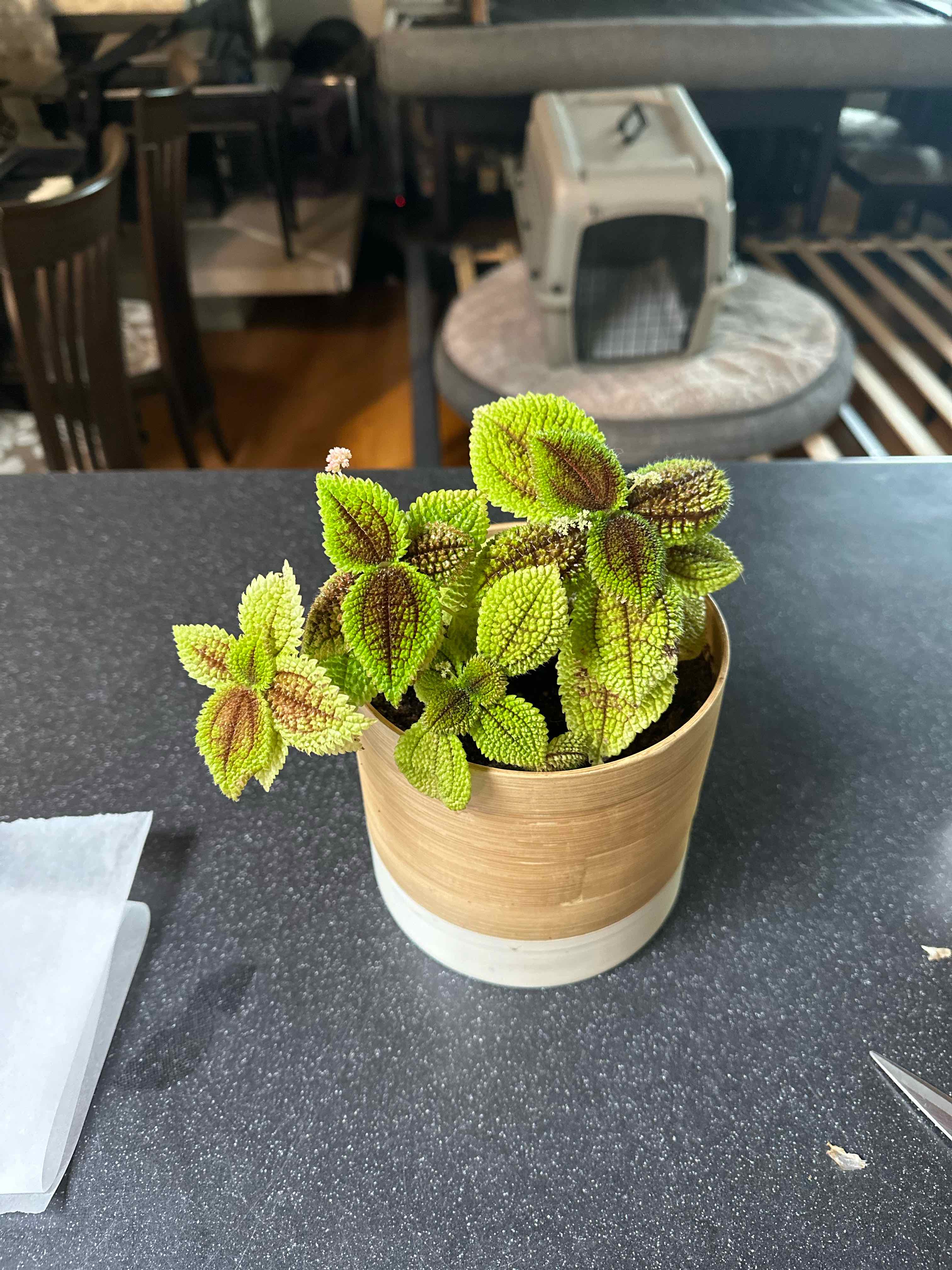 💧 Why Are My Pilea 'Moon Valley' Leaves Droopy?