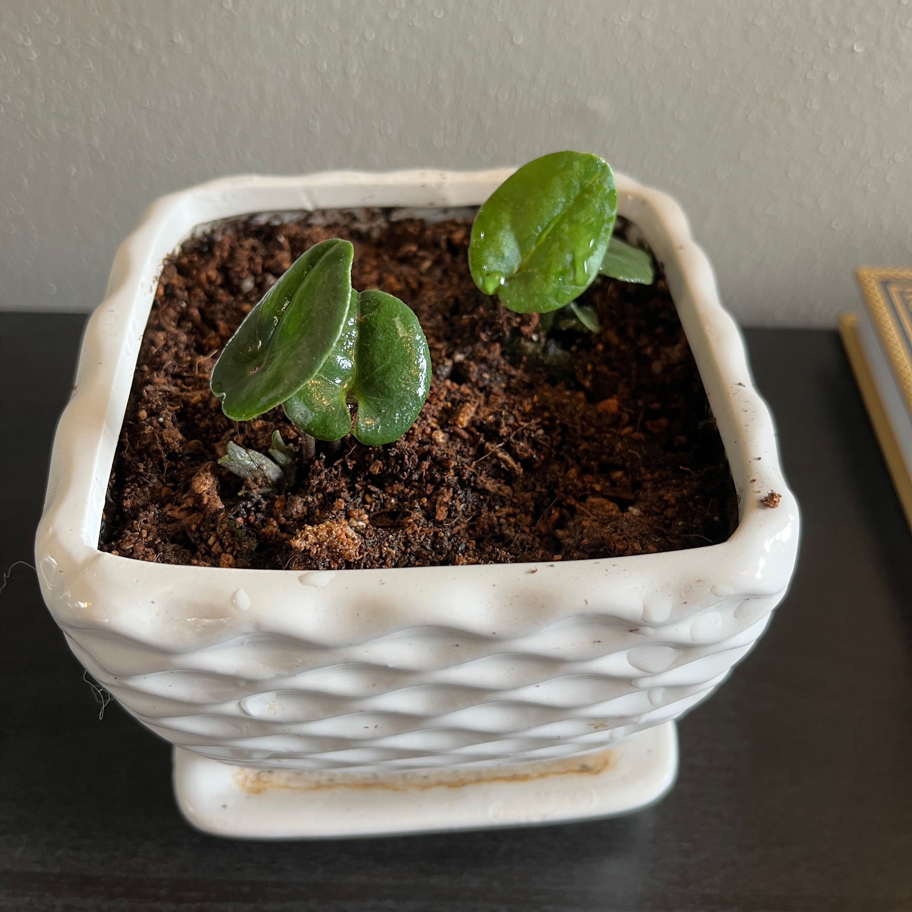 Personalized Ling Ling Panda Face Ginger Care: Water, Light, Nutrients ...