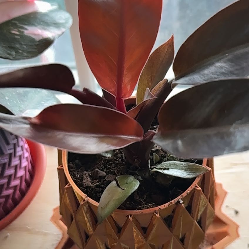 Nemo | A plant by @MiraculousLilac on Greg