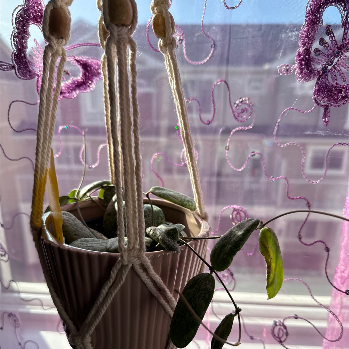 Why Are My Hoya sigillatis Leaves Curling?