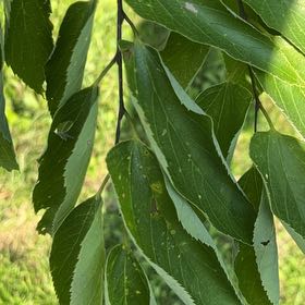 Western Hackberry Care 101: Water, Light & Growing Tips