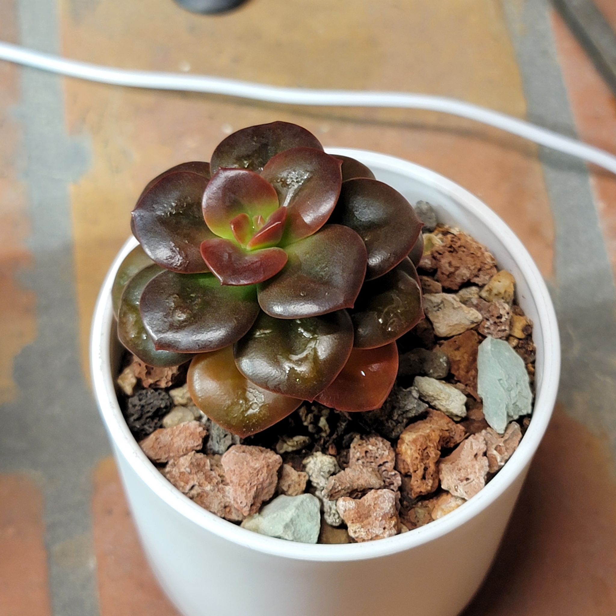 Echeveria Chroma - Ultimate Guide to Fertilizing