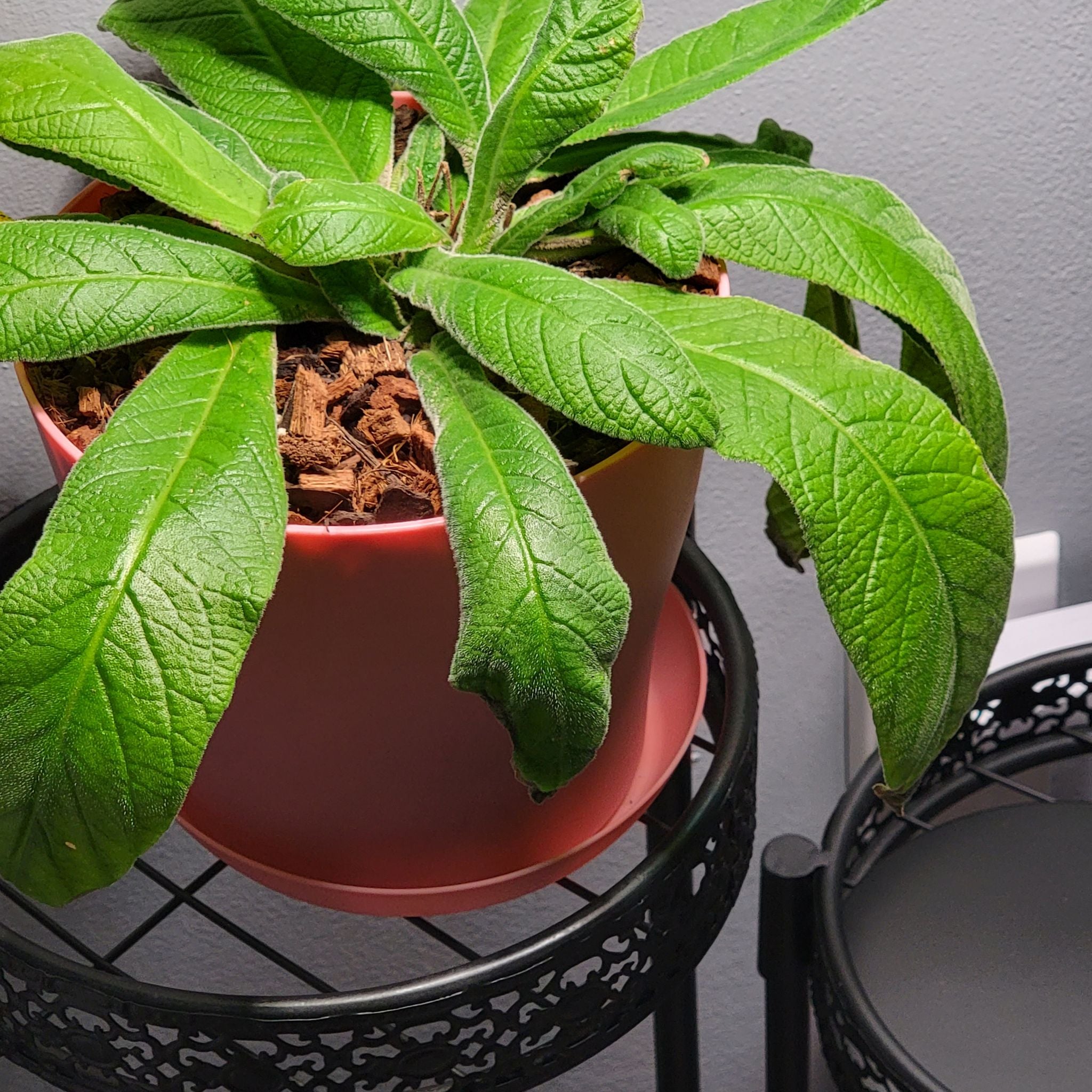 How to Know When to Repot a False African Violet?