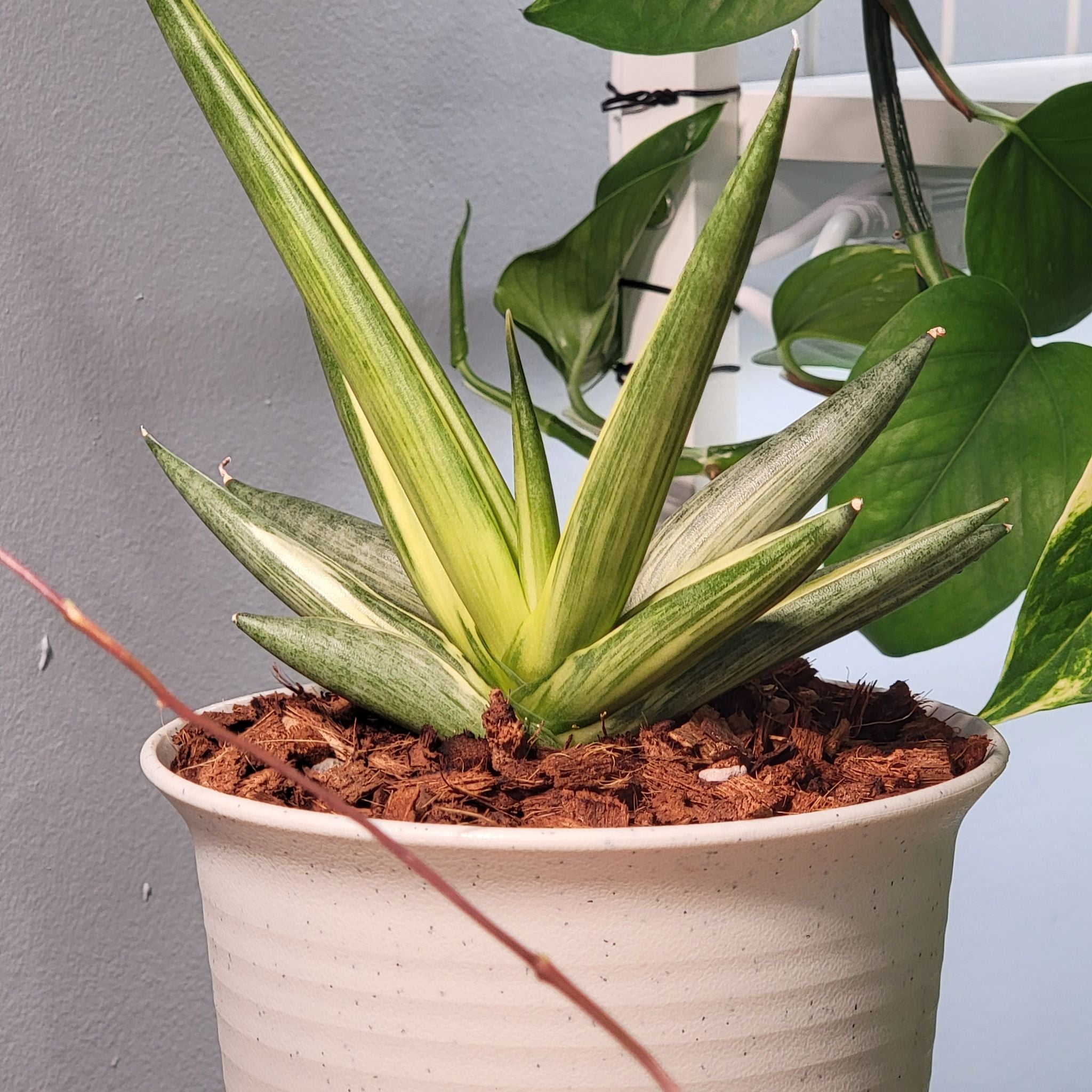 Diagnosing variegated starfish snakeplant root rot