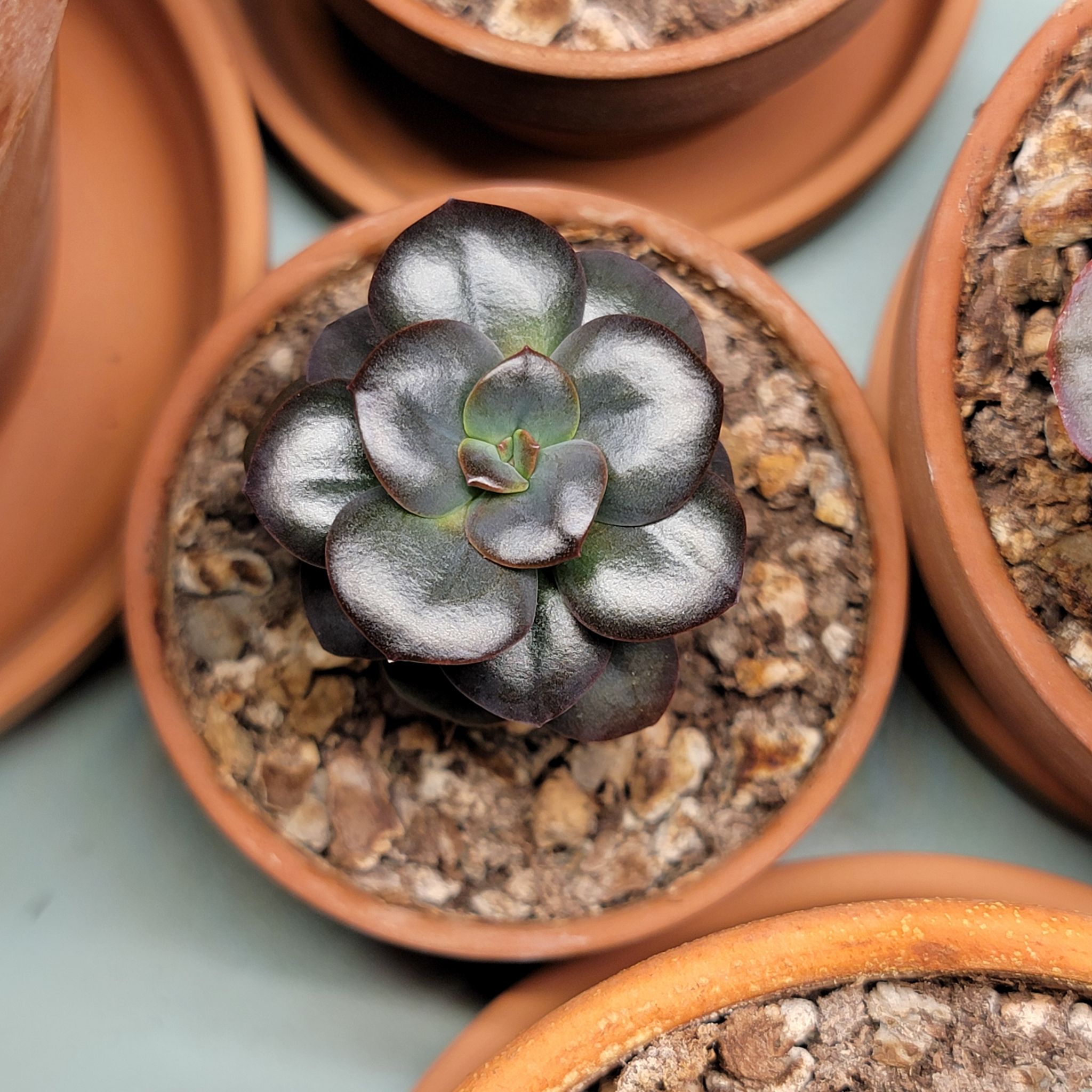 How Much Sunlight For Your Echeveria Chroma