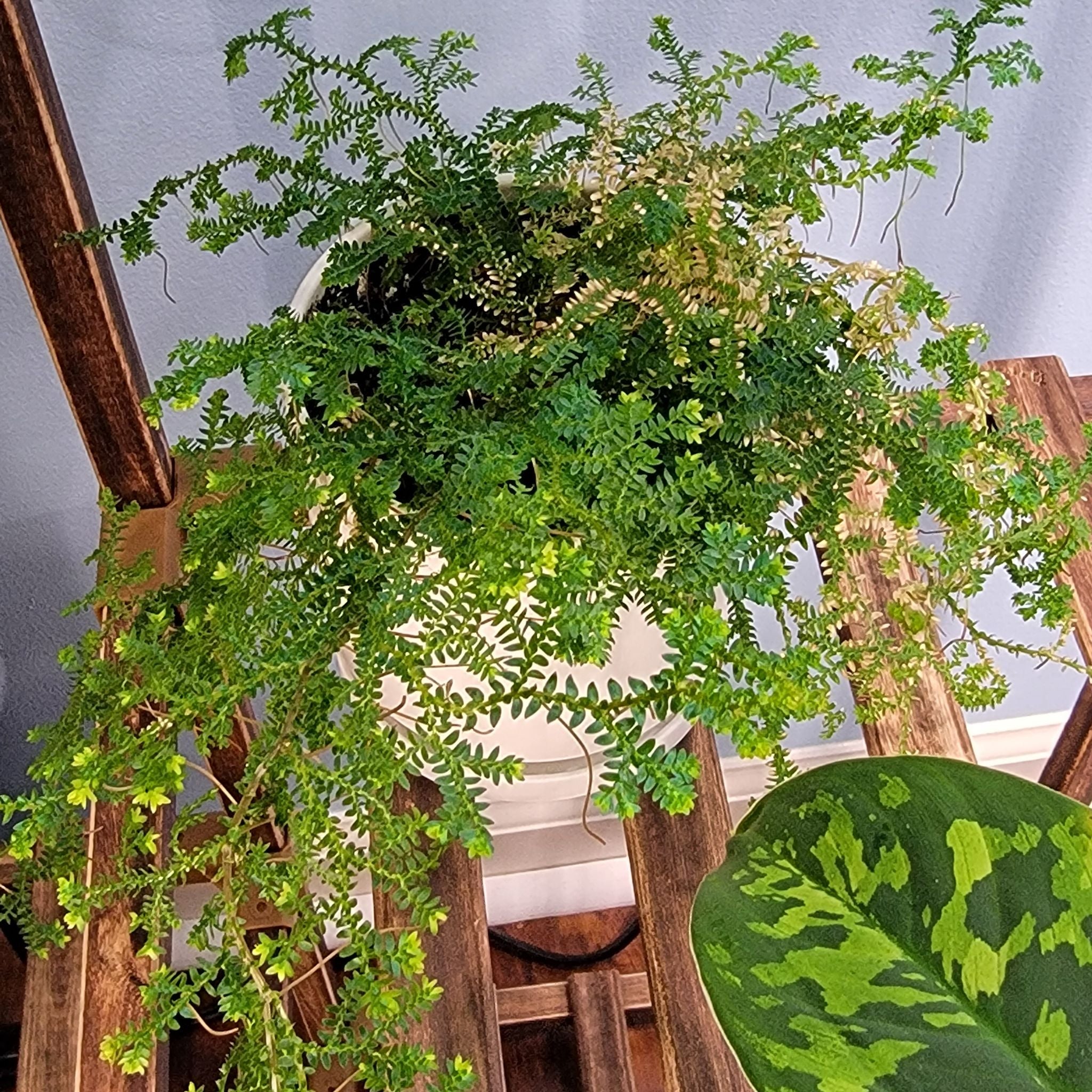 🦚 Why Are My Peacock Moss Leaves Droopy?