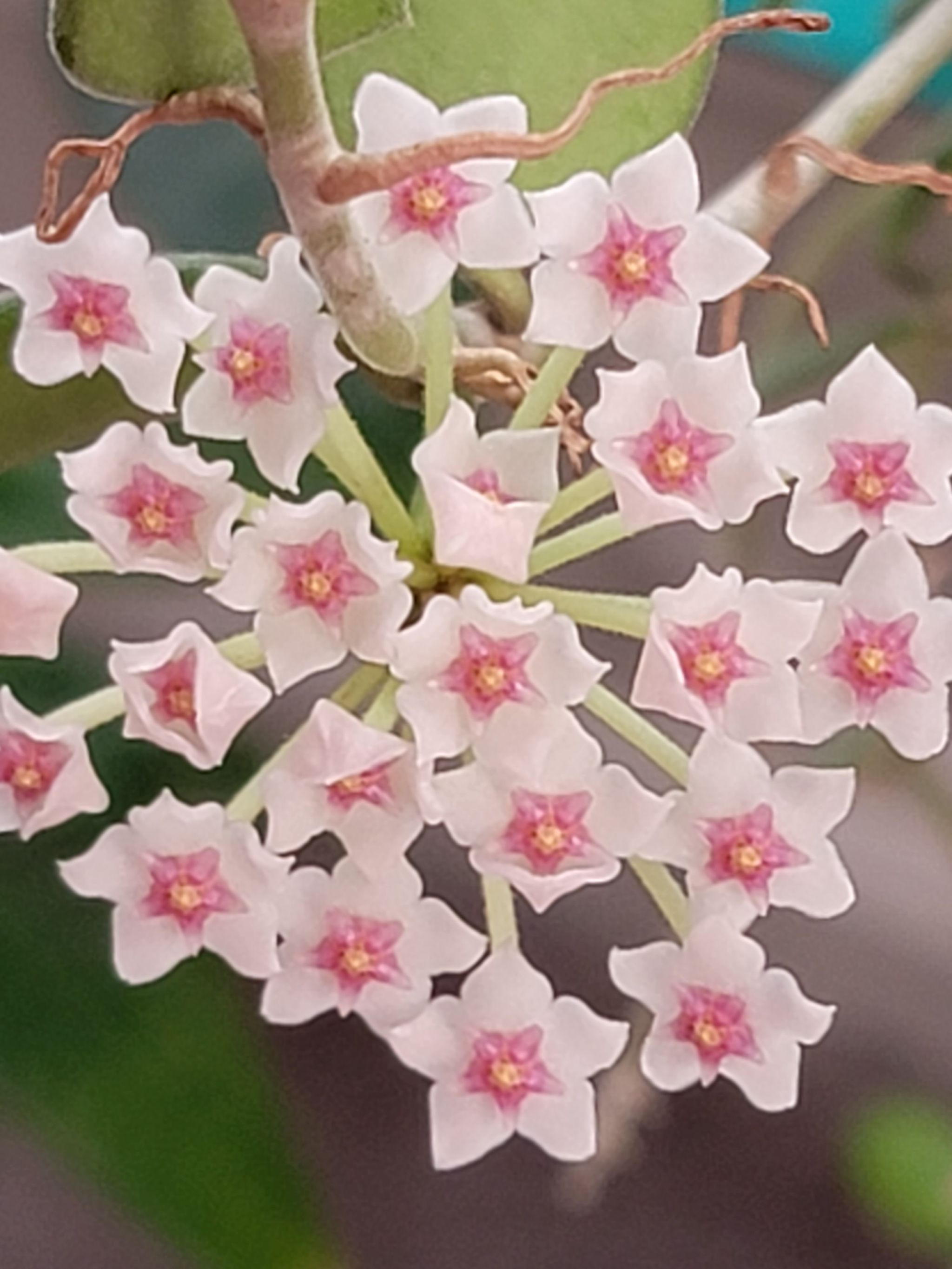 8 Awesome Types Of Hoya Wayetii 'variegata'