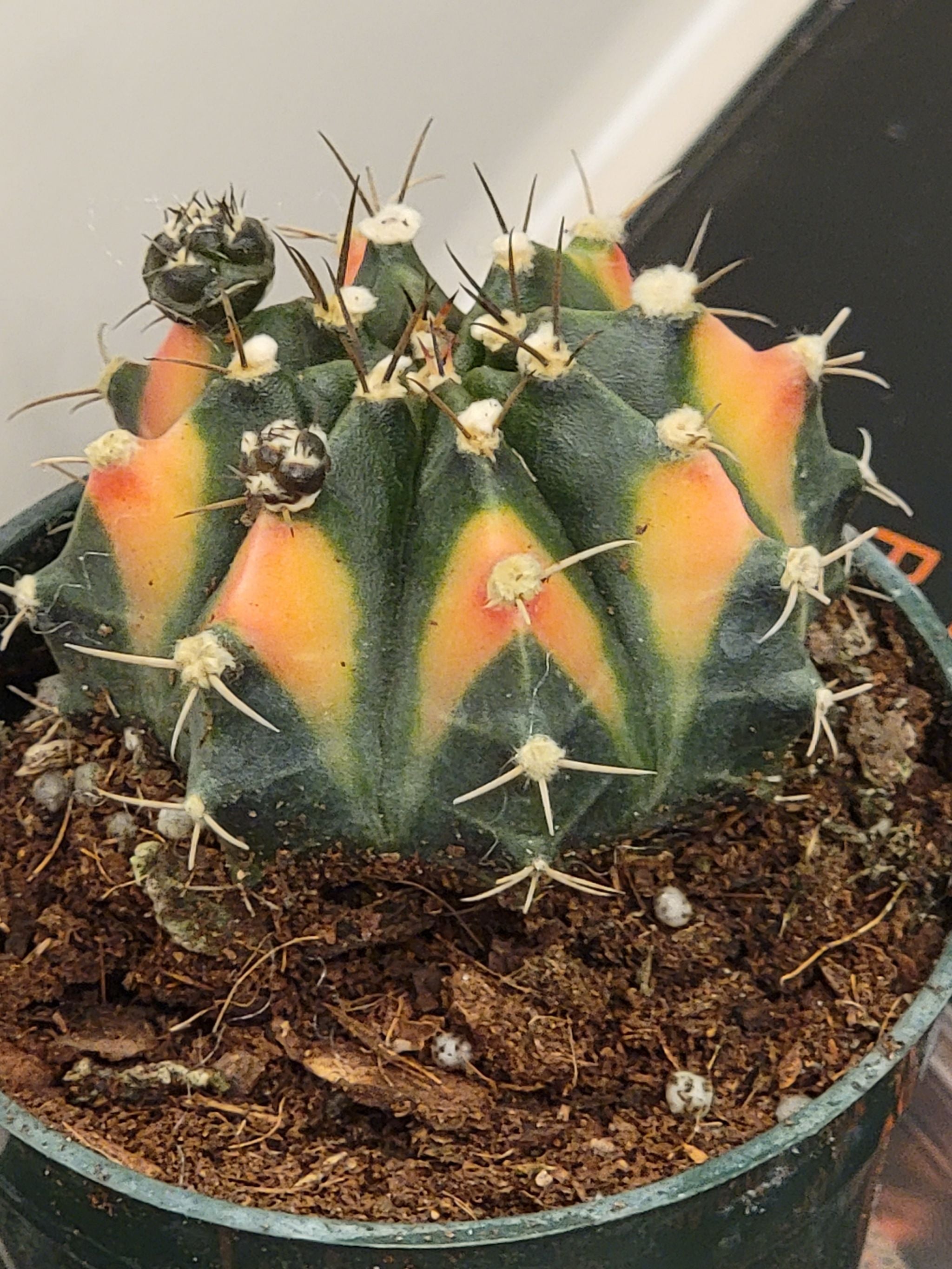 Einstein the cactus grows taller! 😁🎉