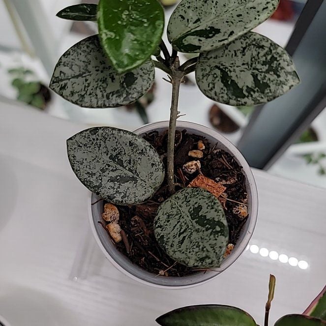 How to Care for Hoya 'Mathilde Super Splash': Mastering Water, Sunlight ...