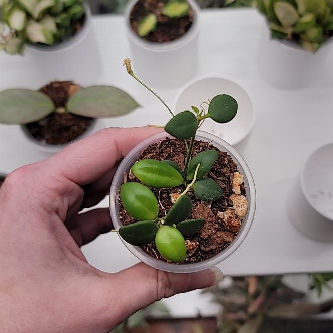 Keep Your Hoya 'Mini Pixie' Alive: Light, Water & Care Instructions
