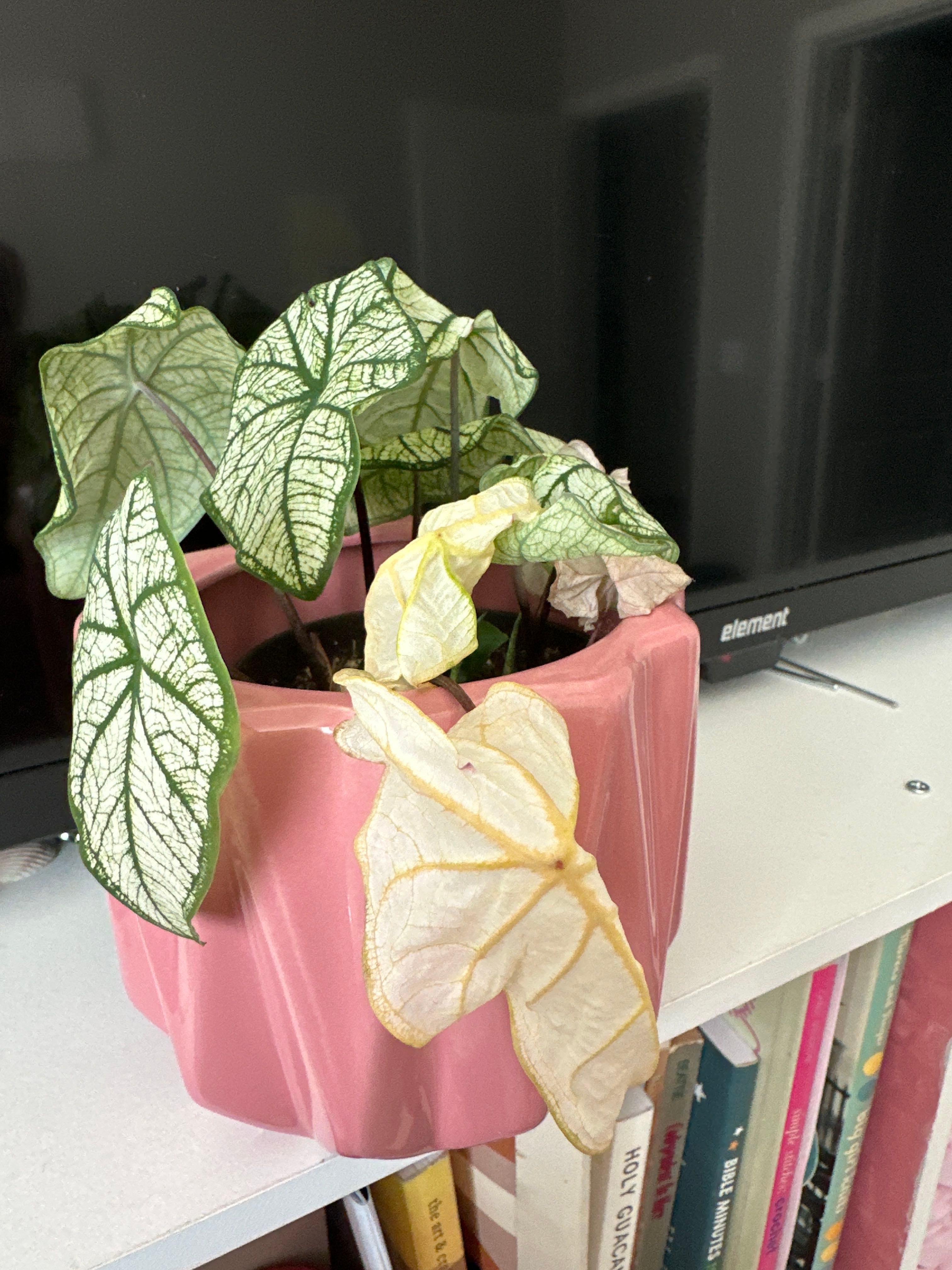 Caladium 'White Cap' Plant Care: Water, Light, Nutrients | Greg App 🌱