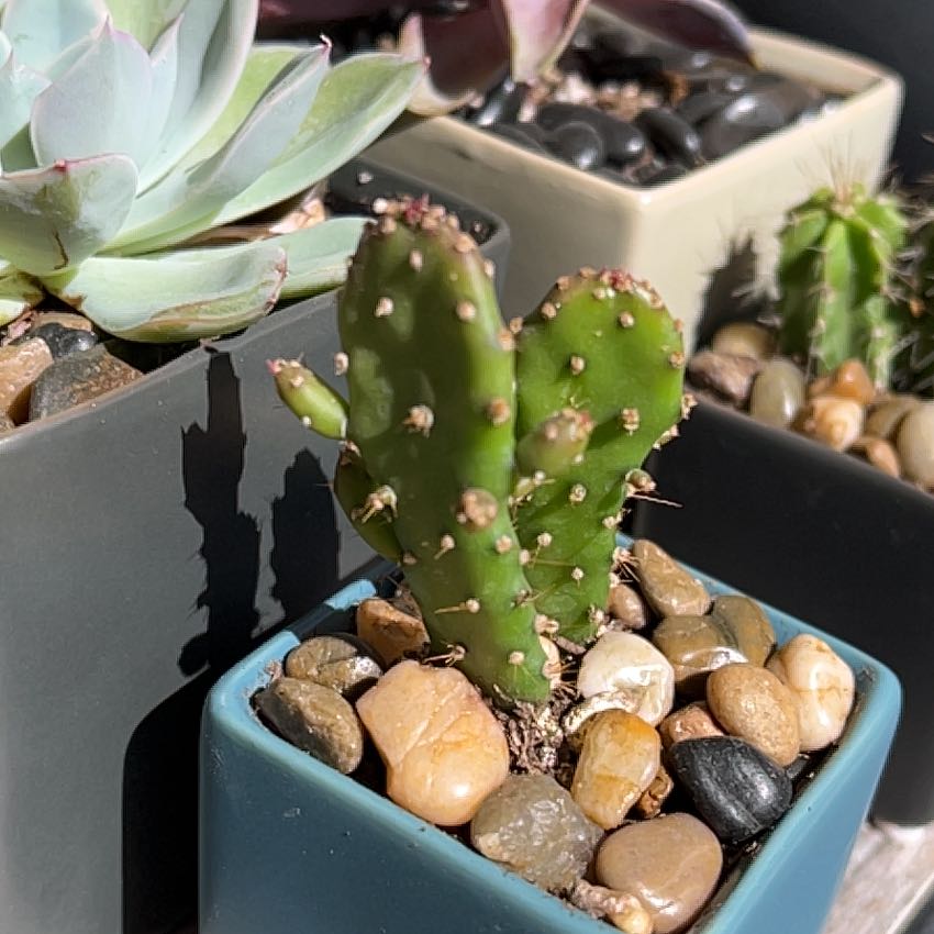 Drake | A plant by @RadPurplesage on Greg