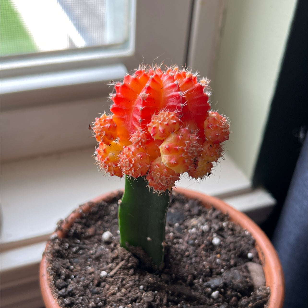 🔍 Black Spots On Moon Cactus Leaves Solutions